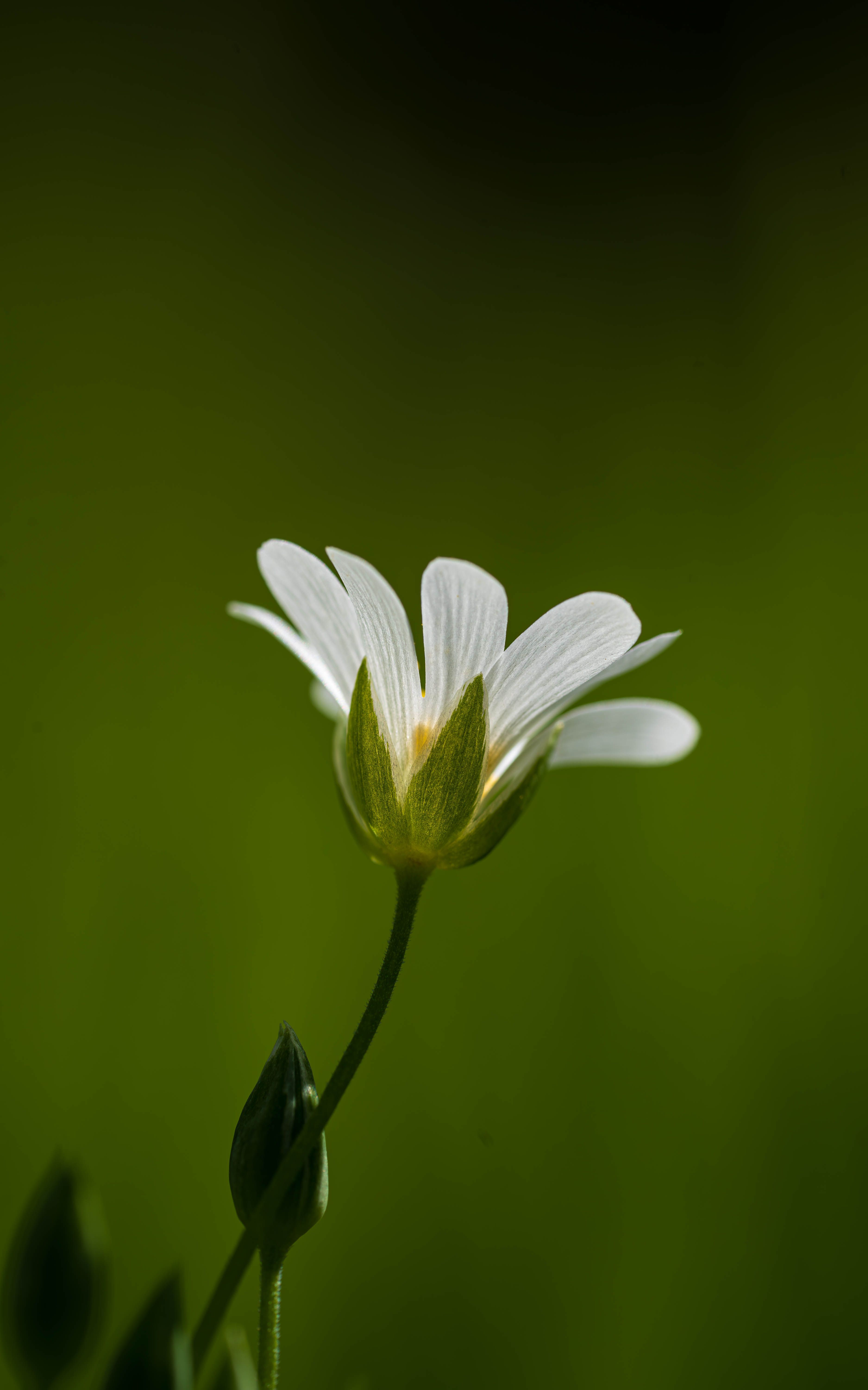 Delicate White Flower Against Lush Green Backdrop · Free Stock Photo