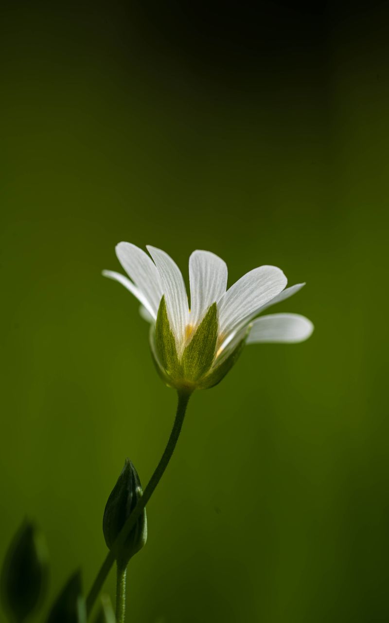 Flower Portrait Photos, Download The BEST Free Flower Portrait Stock ...