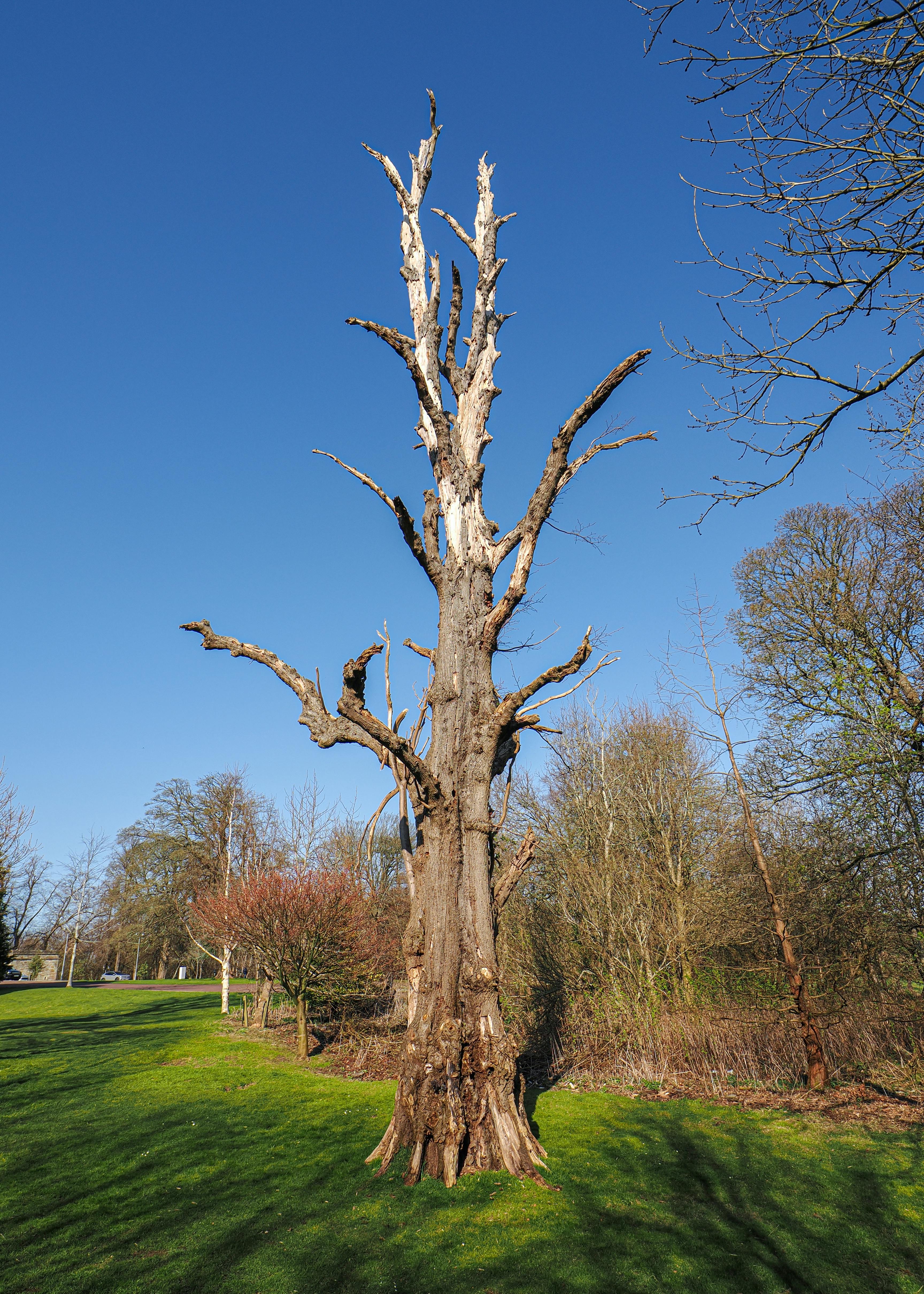 Tall Standing Dead Tree in Sunny Park · Free Stock Photo