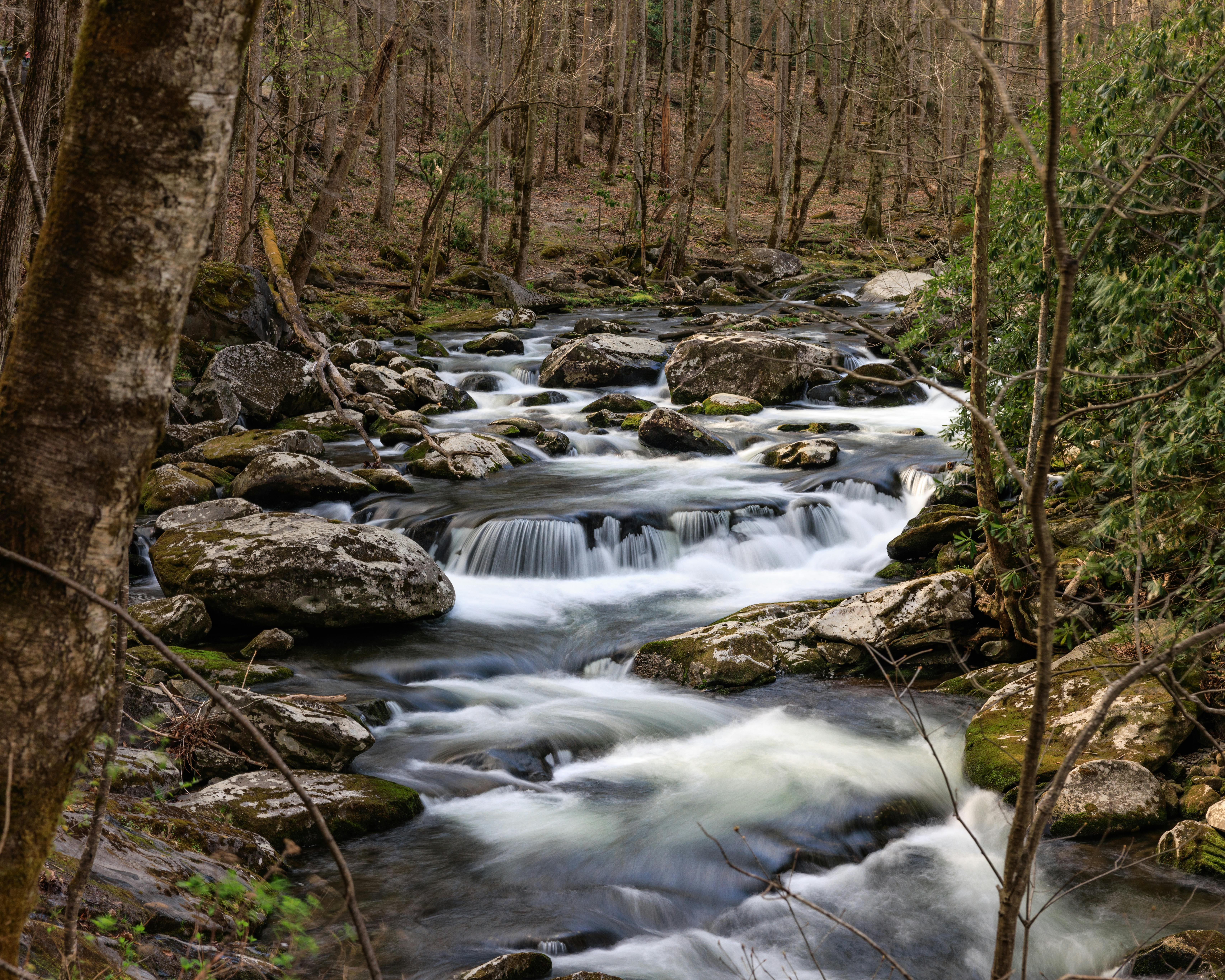 Serene Creek Flowing Through Tennessee Forest · Free Stock Photo