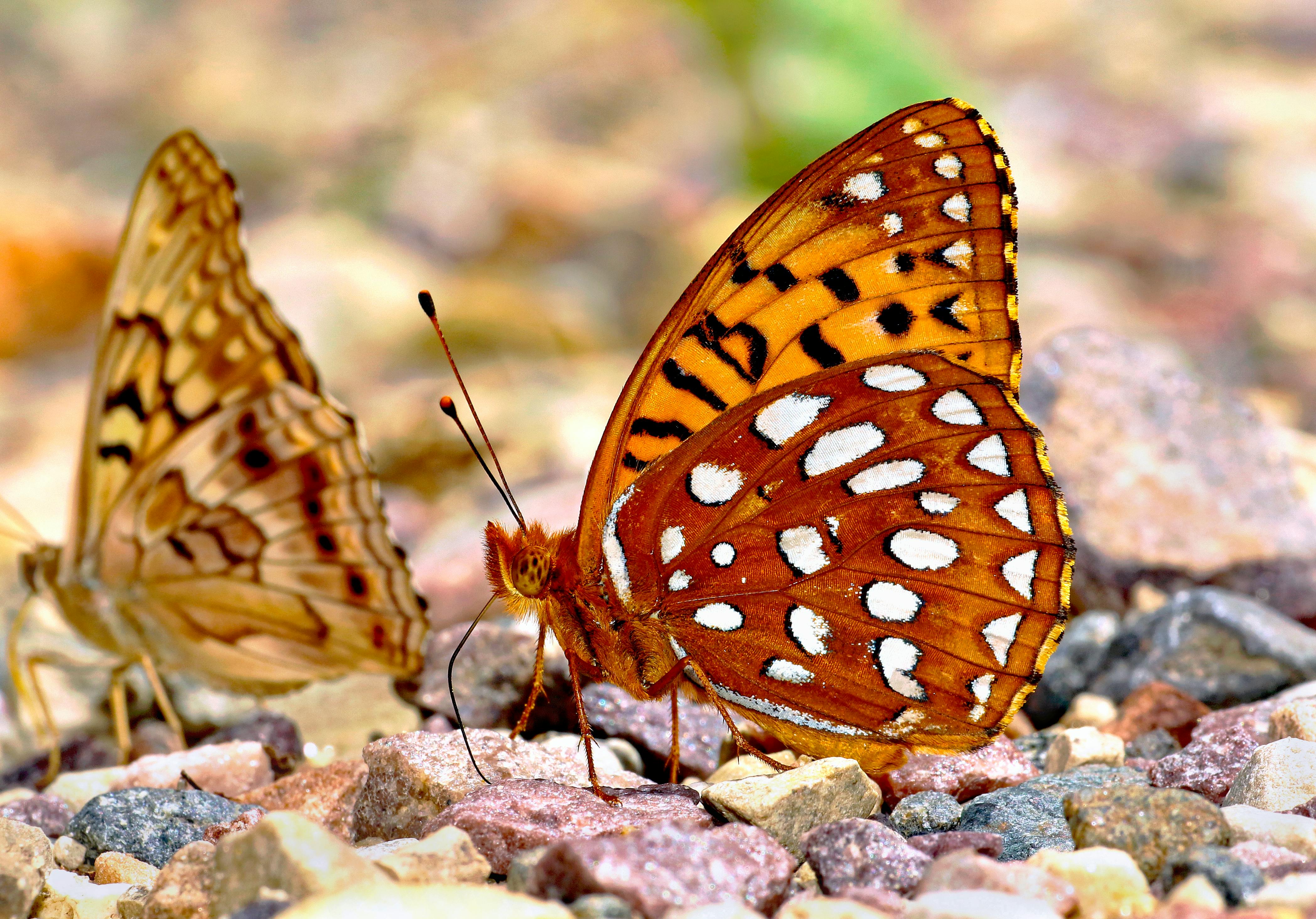 Vibrant Fritillary Butterflies on Rocky Terrain · Free Stock Photo