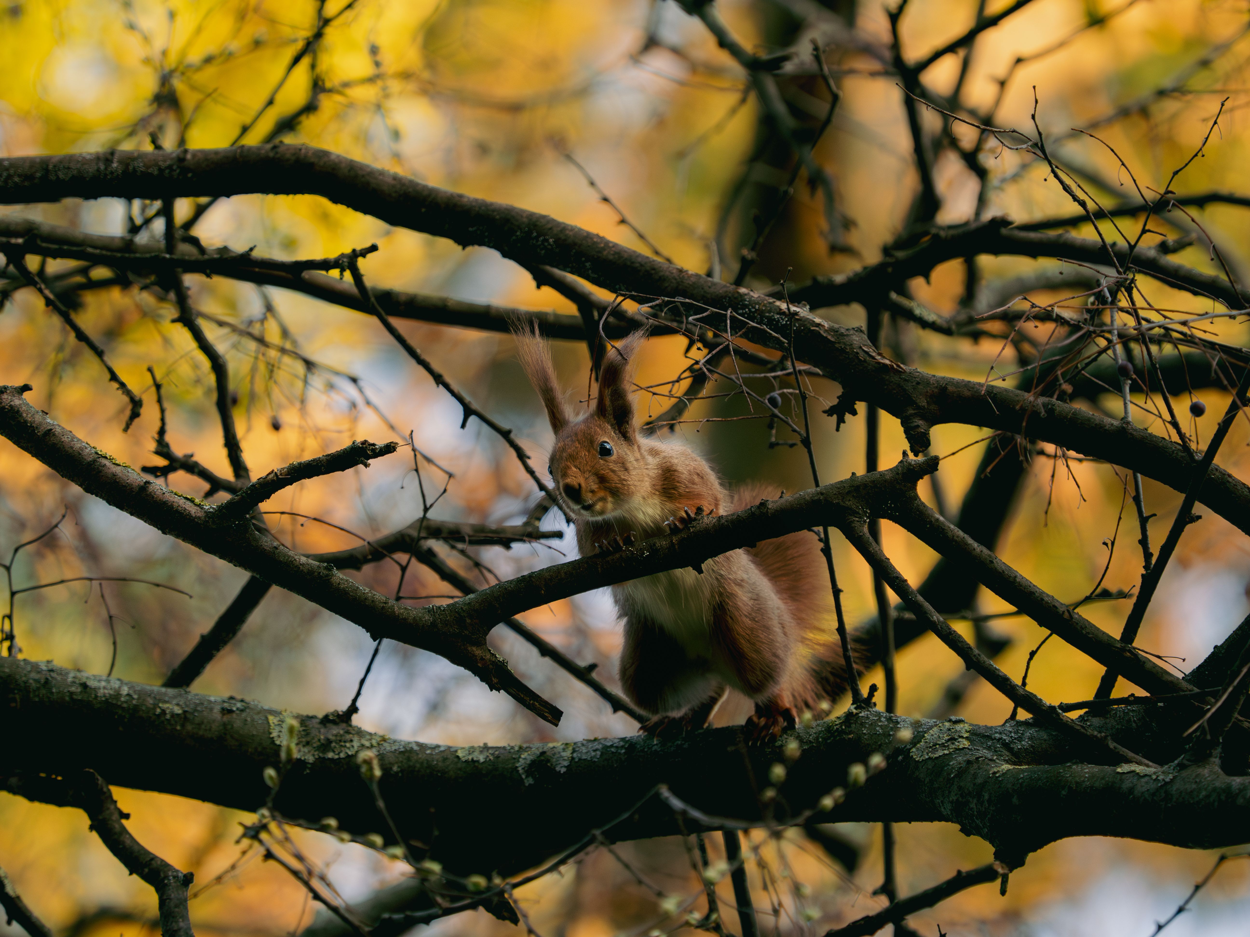 Red Squirrel in Autumn Branches, Budapest · Free Stock Photo