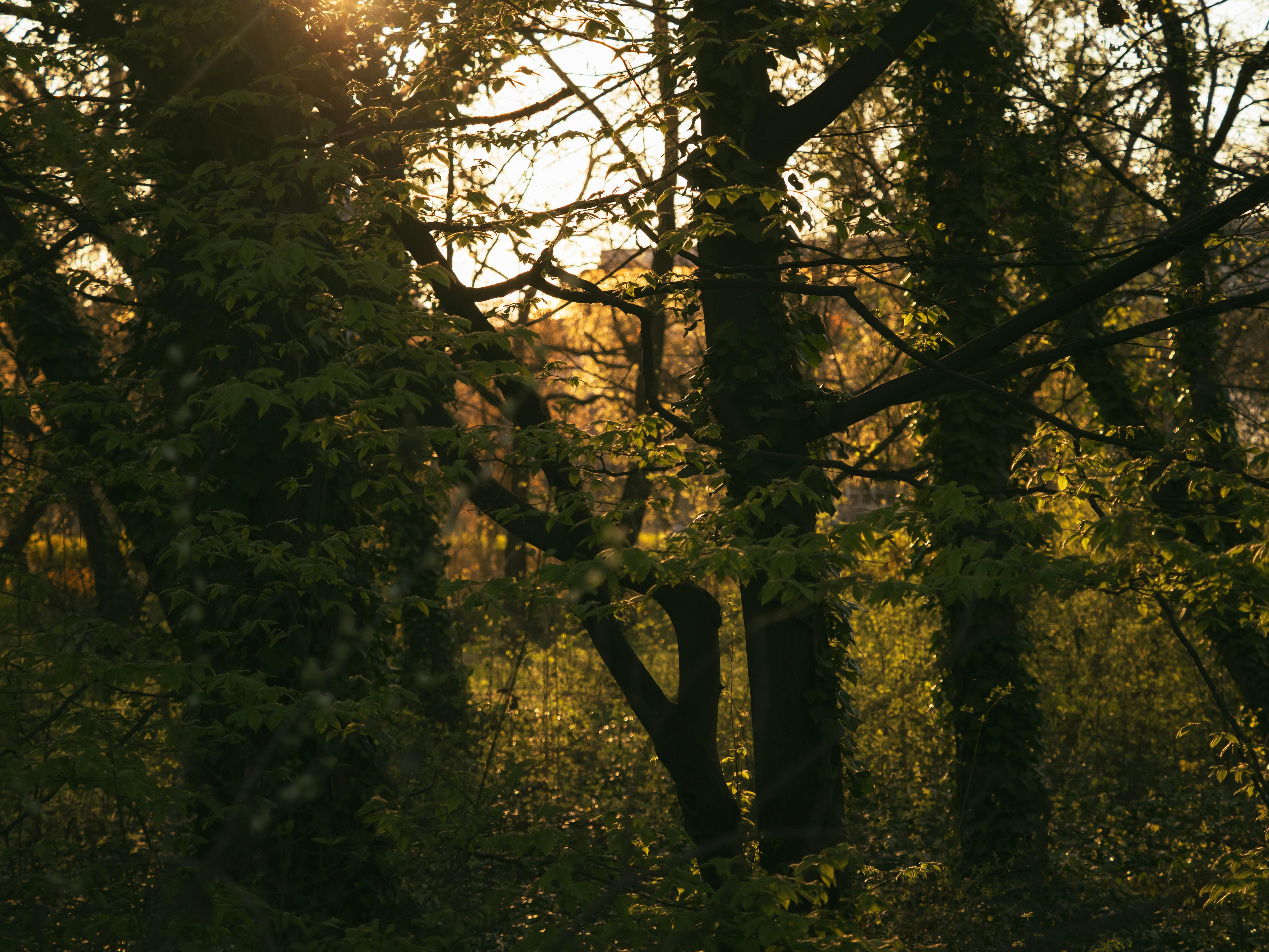 Sunlit Forest Scene in Budapest Hungary · Free Stock Photo