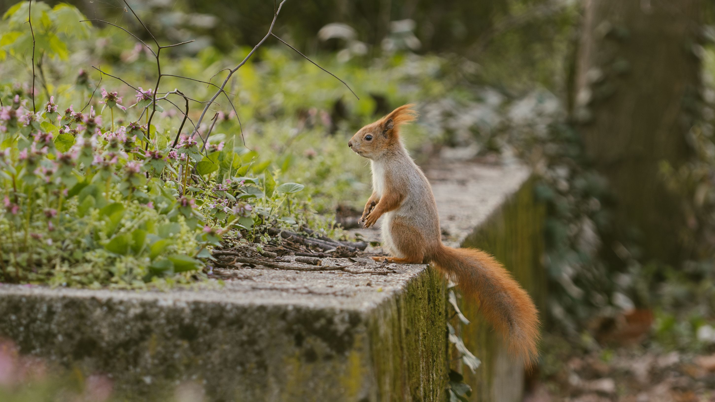 Red Squirrel in Budapest's Natural Habitat · Free Stock Photo