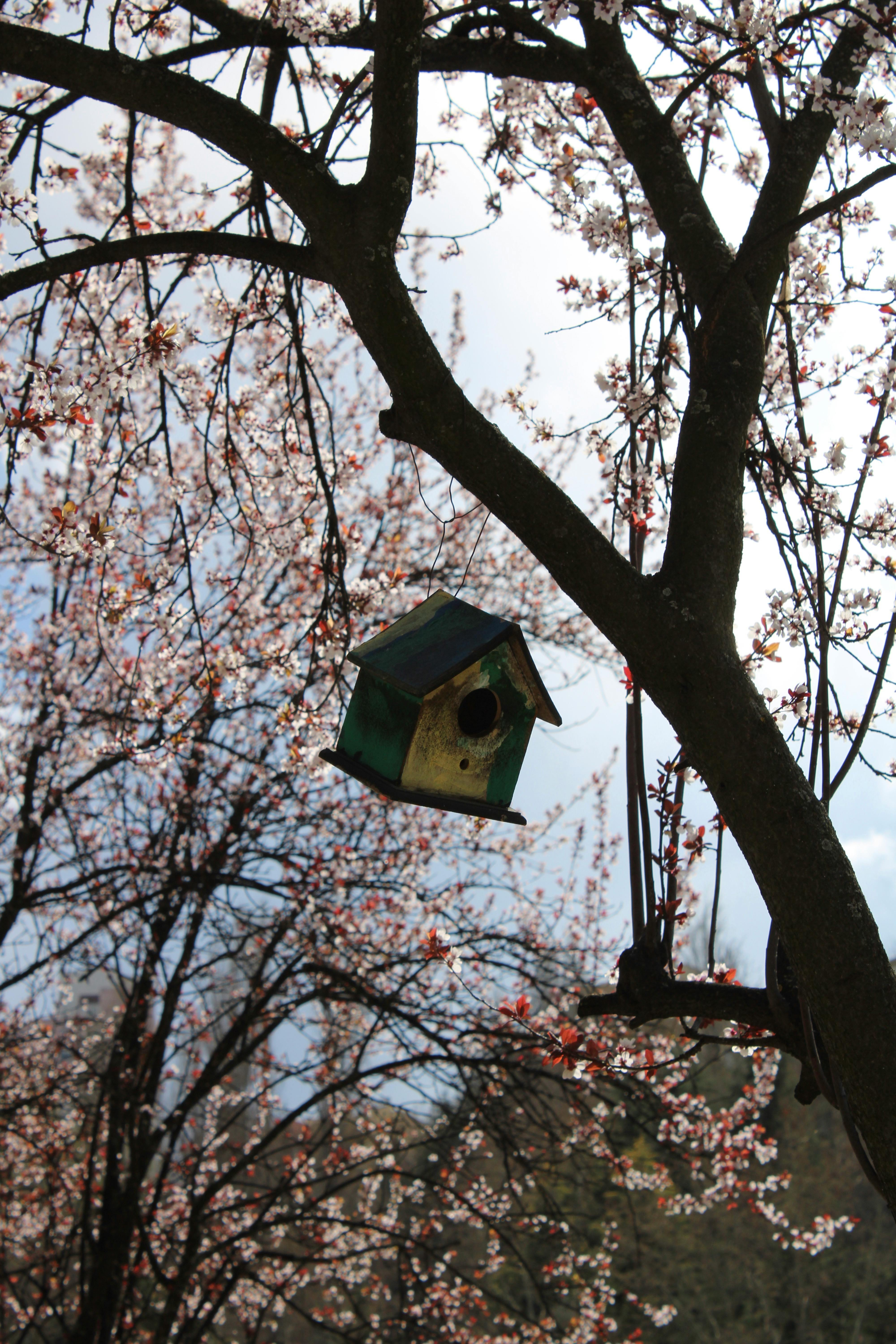 Charming Birdhouse Amid Blooming Trees in Ankara · Free Stock Photo