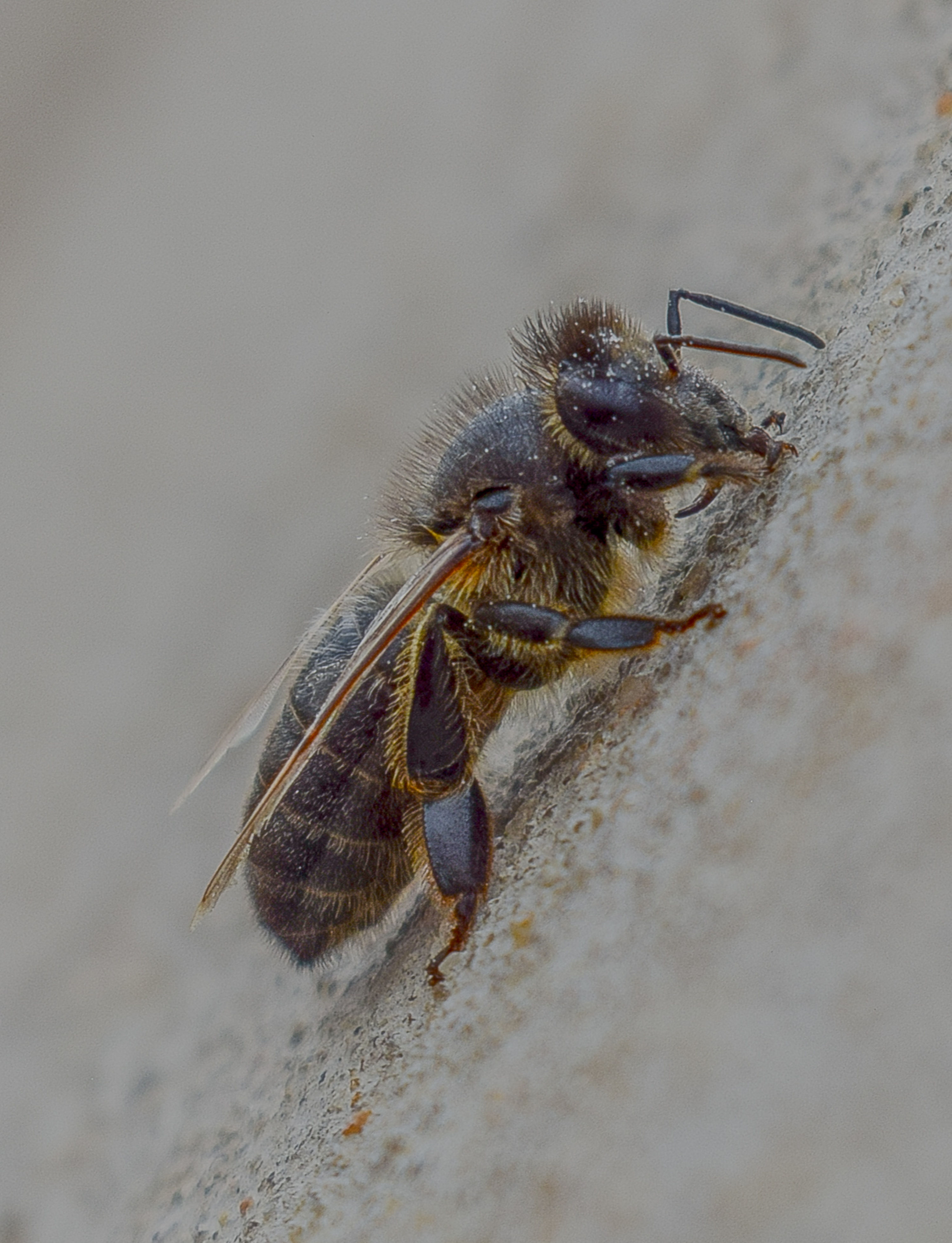 Close-up of a Bee on a Surface in Detail · Free Stock Photo