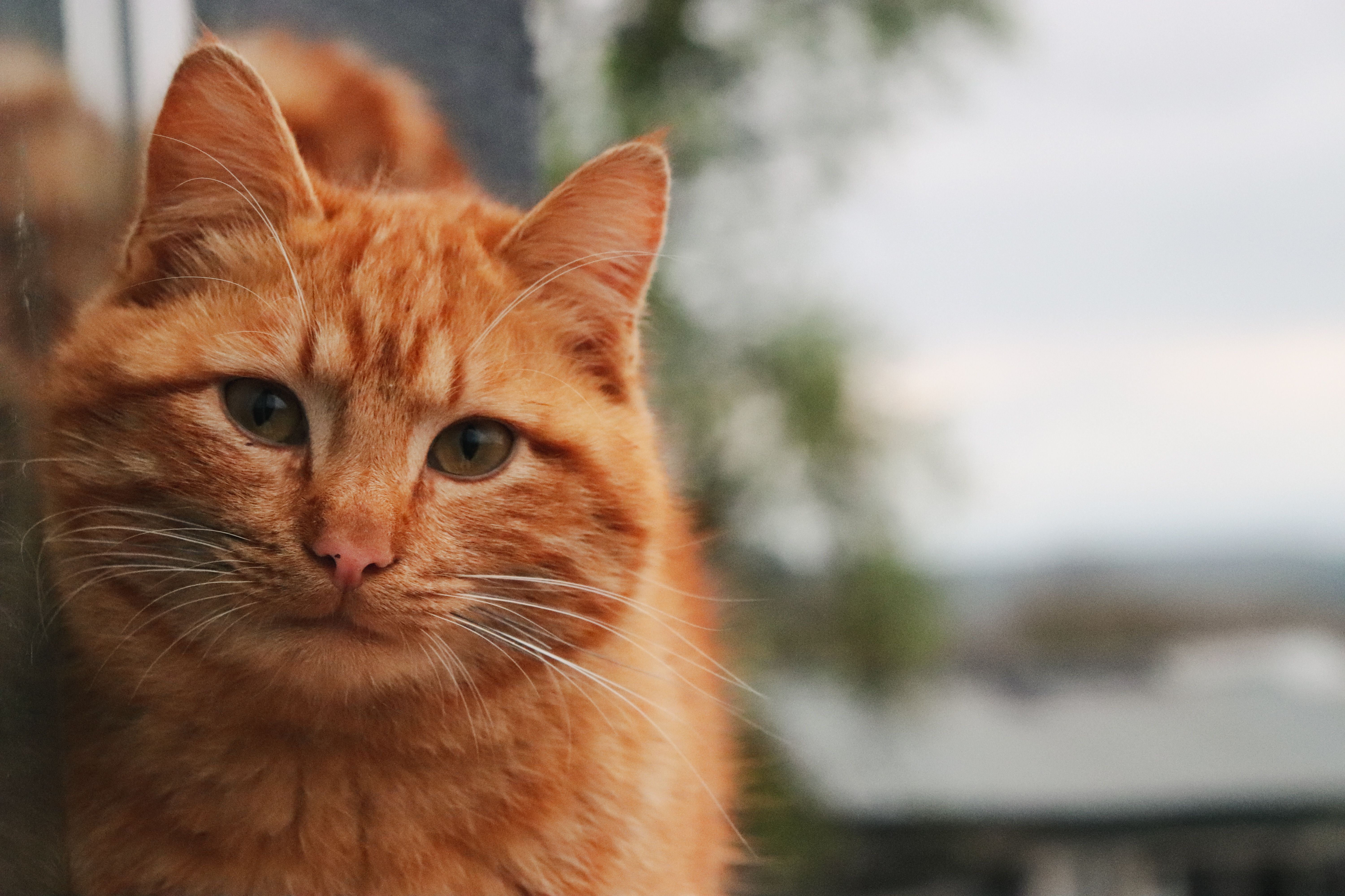 Close-Up Portrait of a Fluffy Ginger Cat · Free Stock Photo