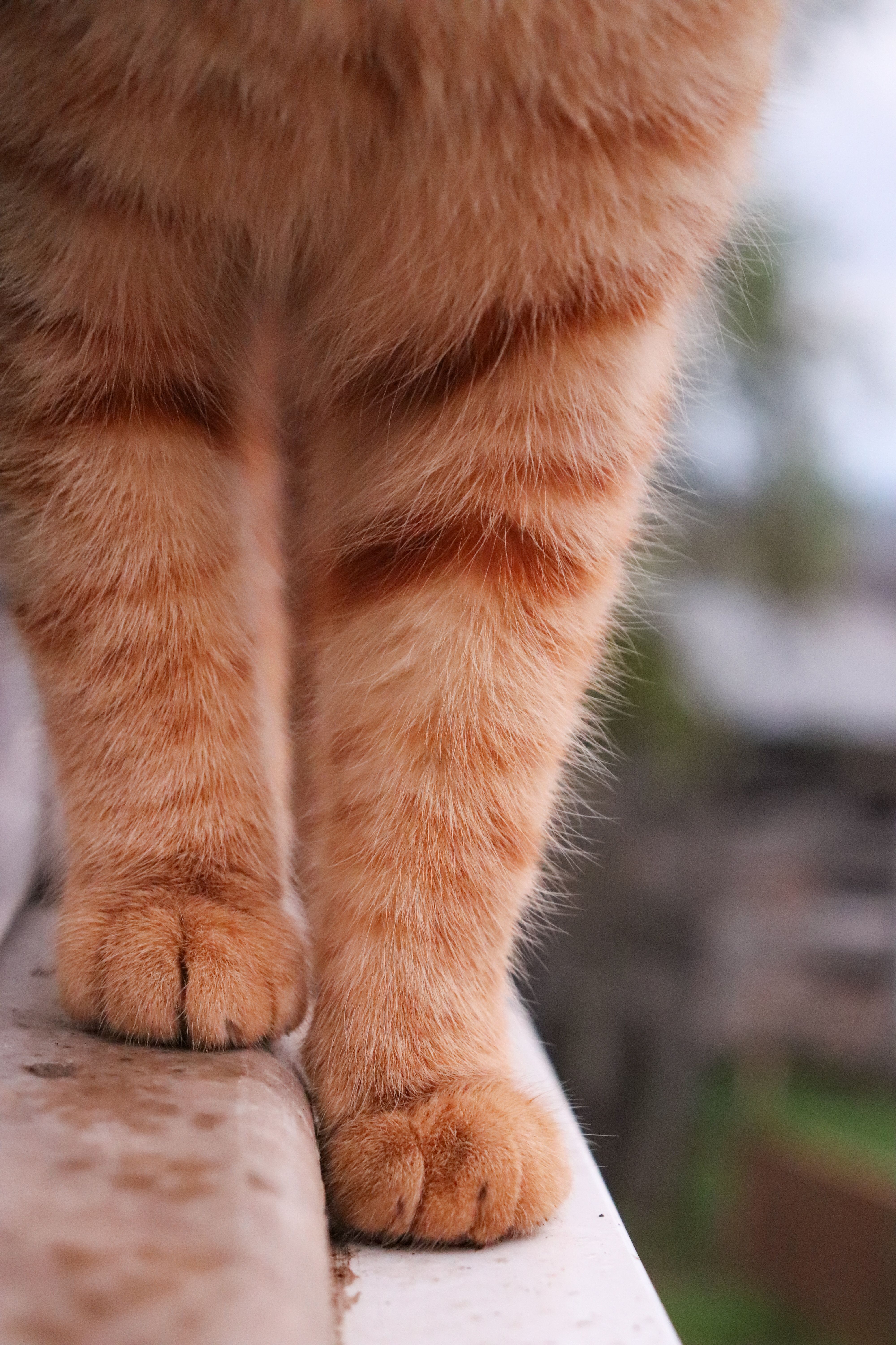 Close-up of Ginger Cat's Paws on Ledge Outdoors · Free Stock Photo