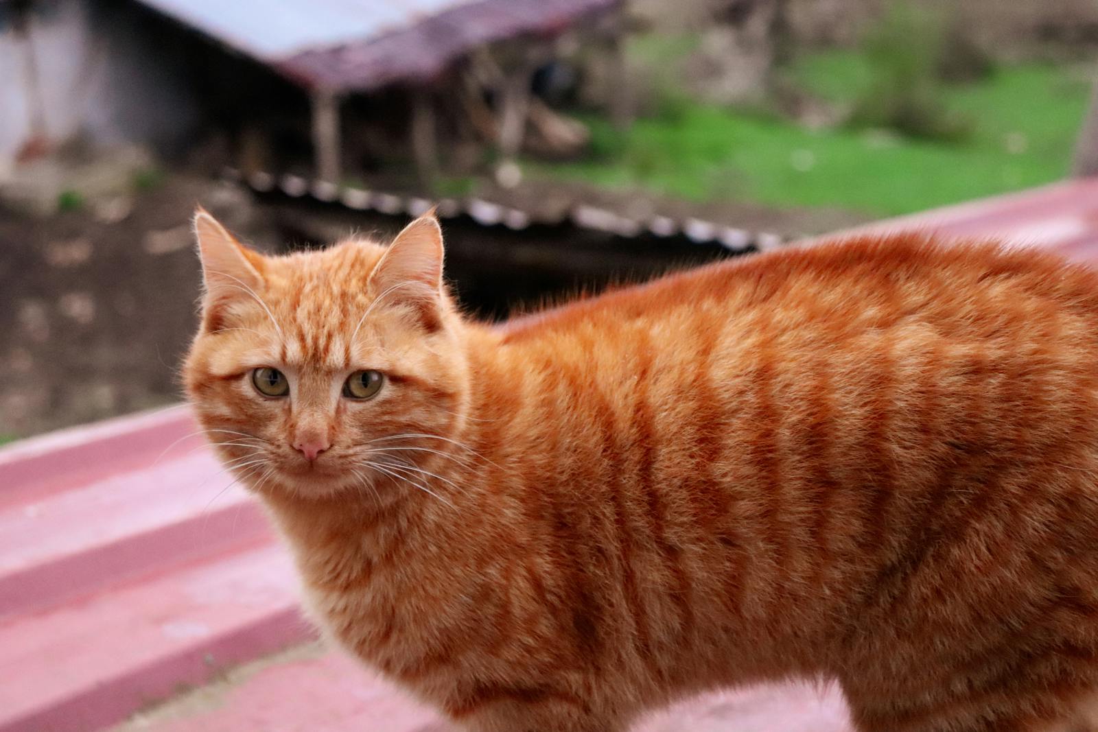 Crazy Cat Photos, Download The BEST Free Crazy Cat Stock Photos & HD Images