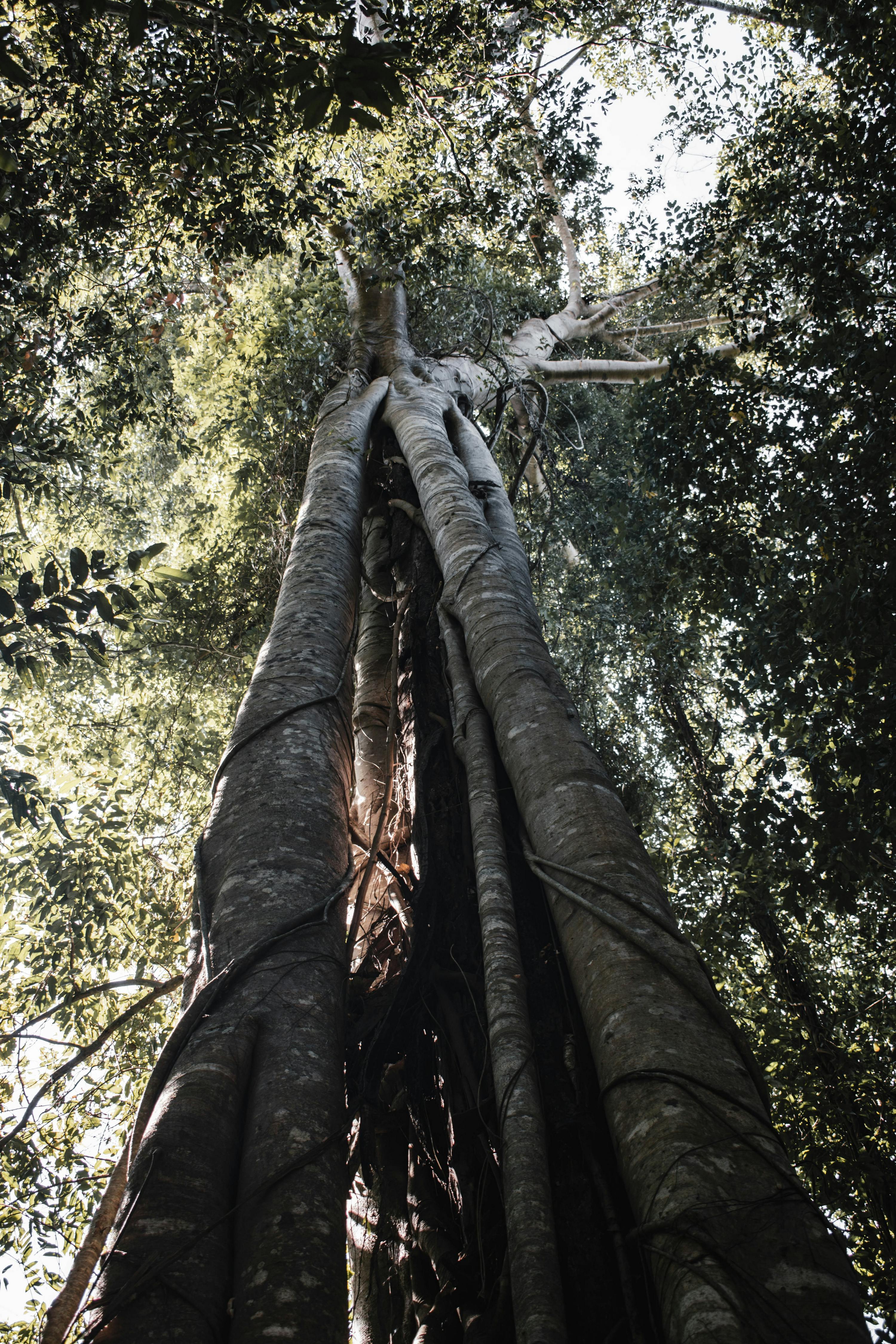 Majestic Giant Tree in Cambodian Jungle · Free Stock Photo