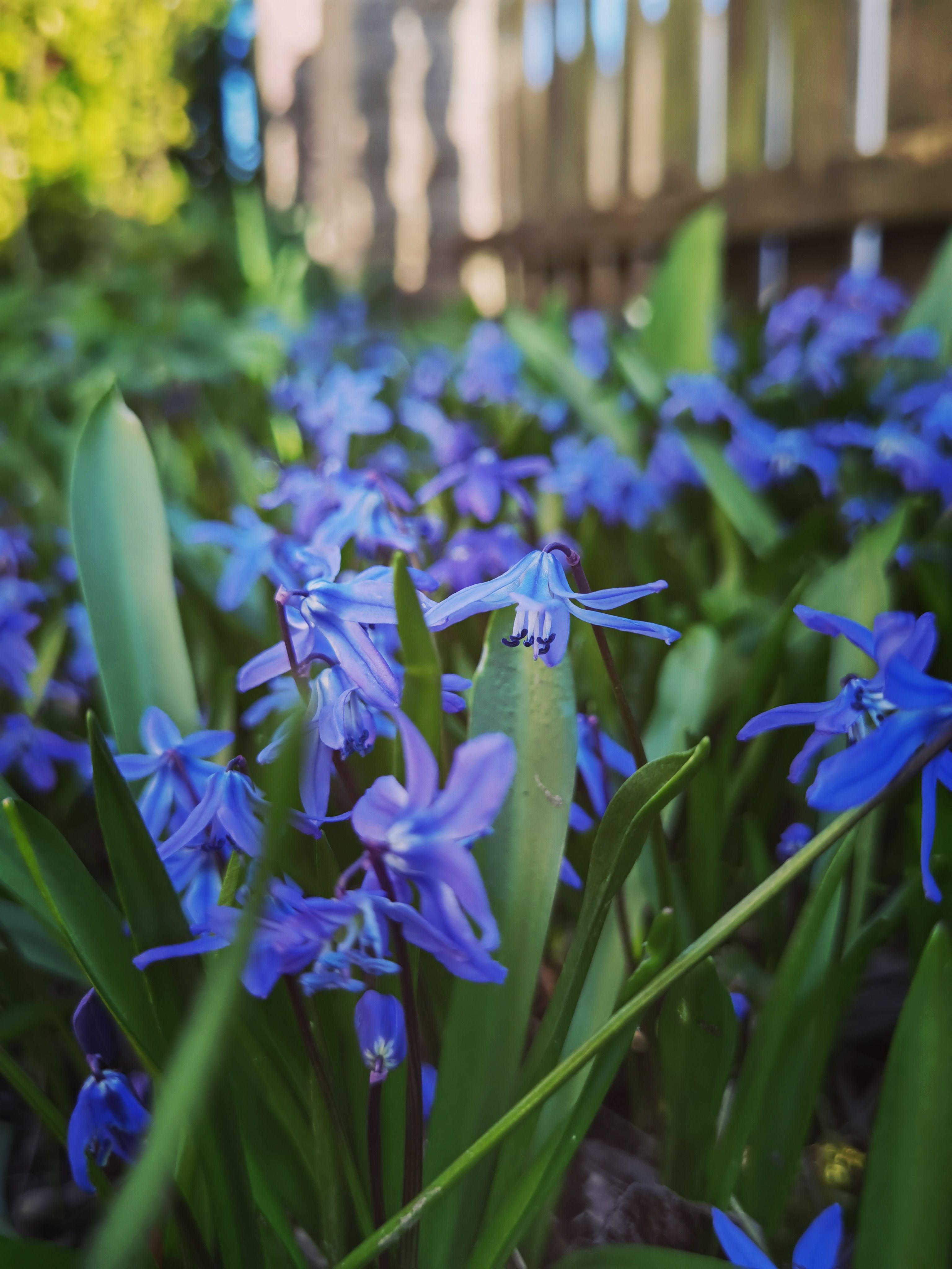 Close-up of Blue Spring Flowers in Garden · Free Stock Photo