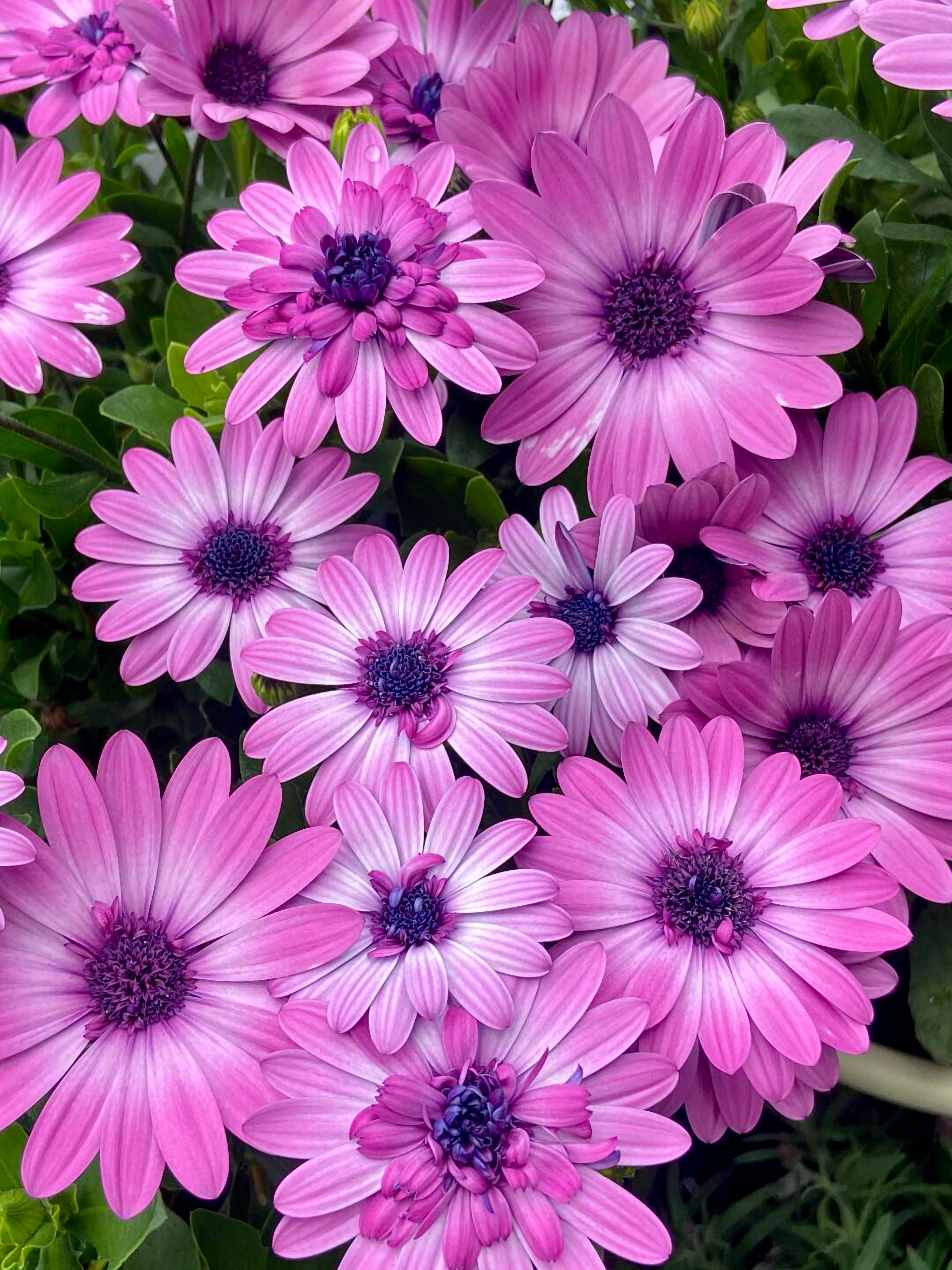 Vibrant Pink African Daisies in Full Bloom · Free Stock Photo