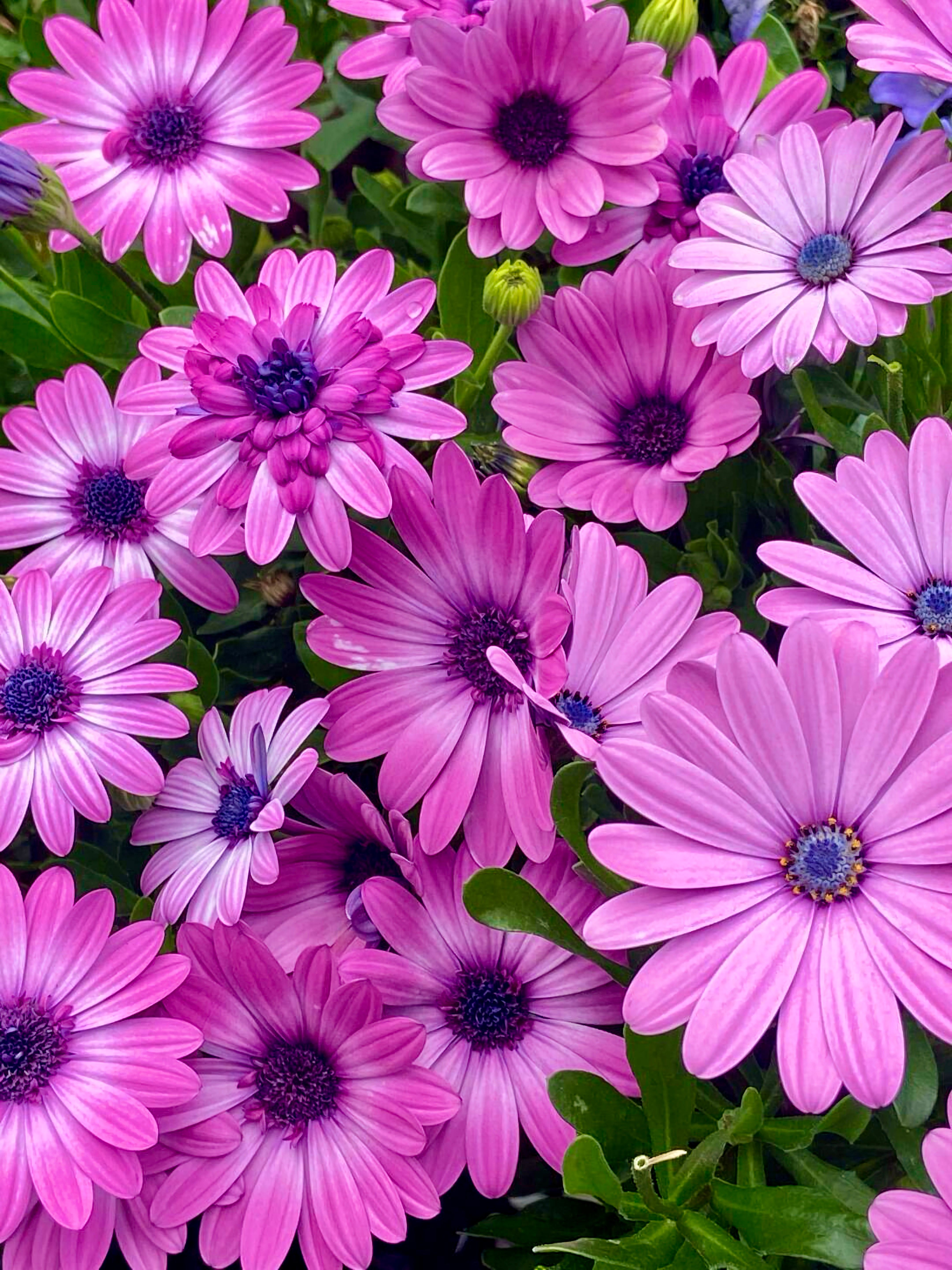 Vibrant Pink African Daisies in Bloom · Free Stock Photo