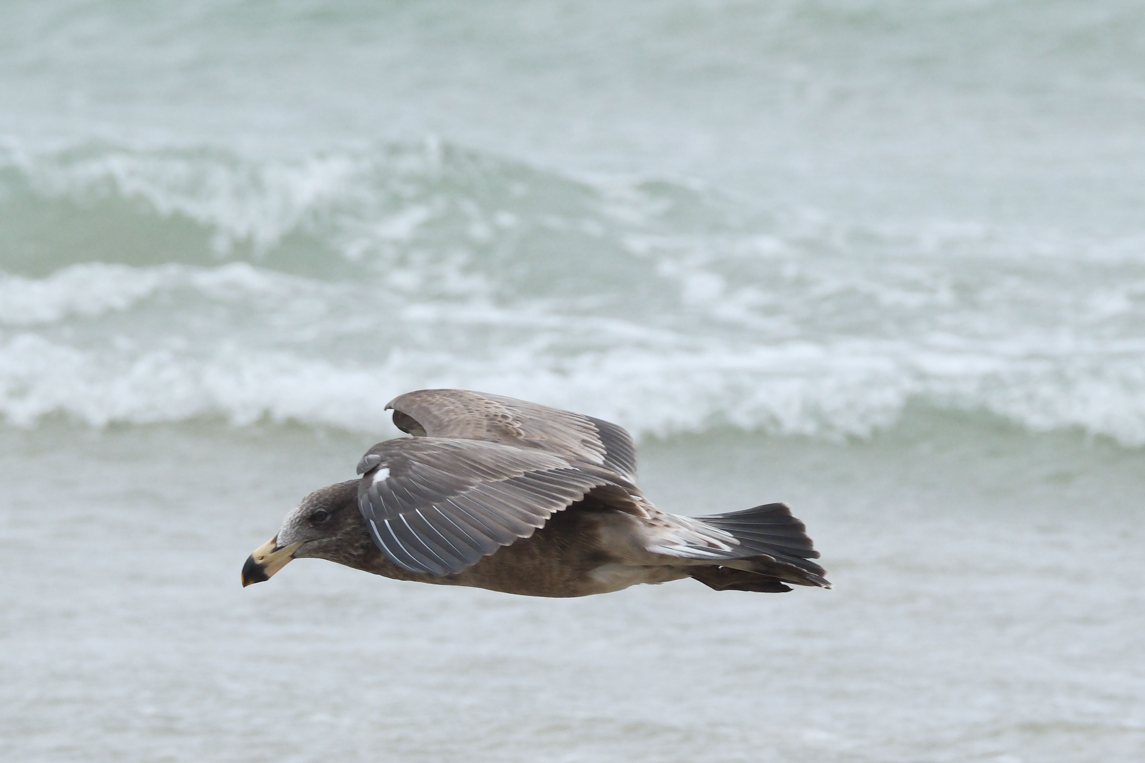 Seagull Gliding Over Ocean Waves · Free Stock Photo