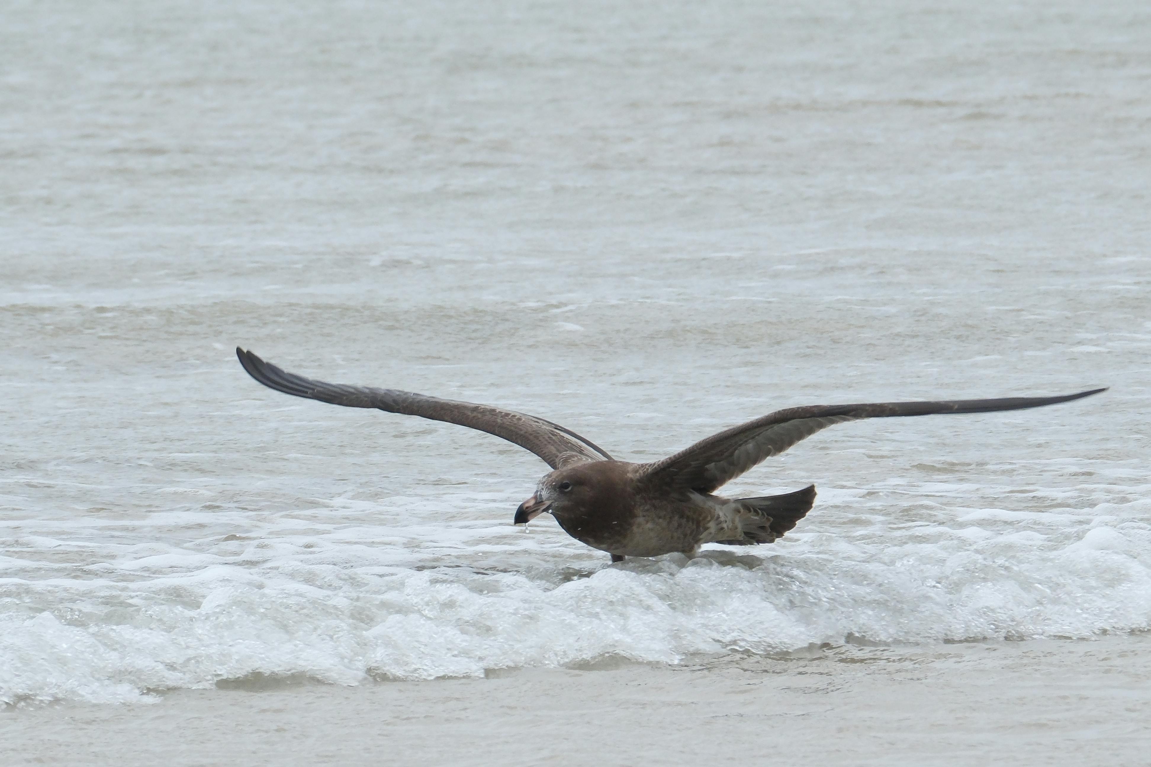 Seabird Gliding Over Ocean Waves in Flight · Free Stock Photo