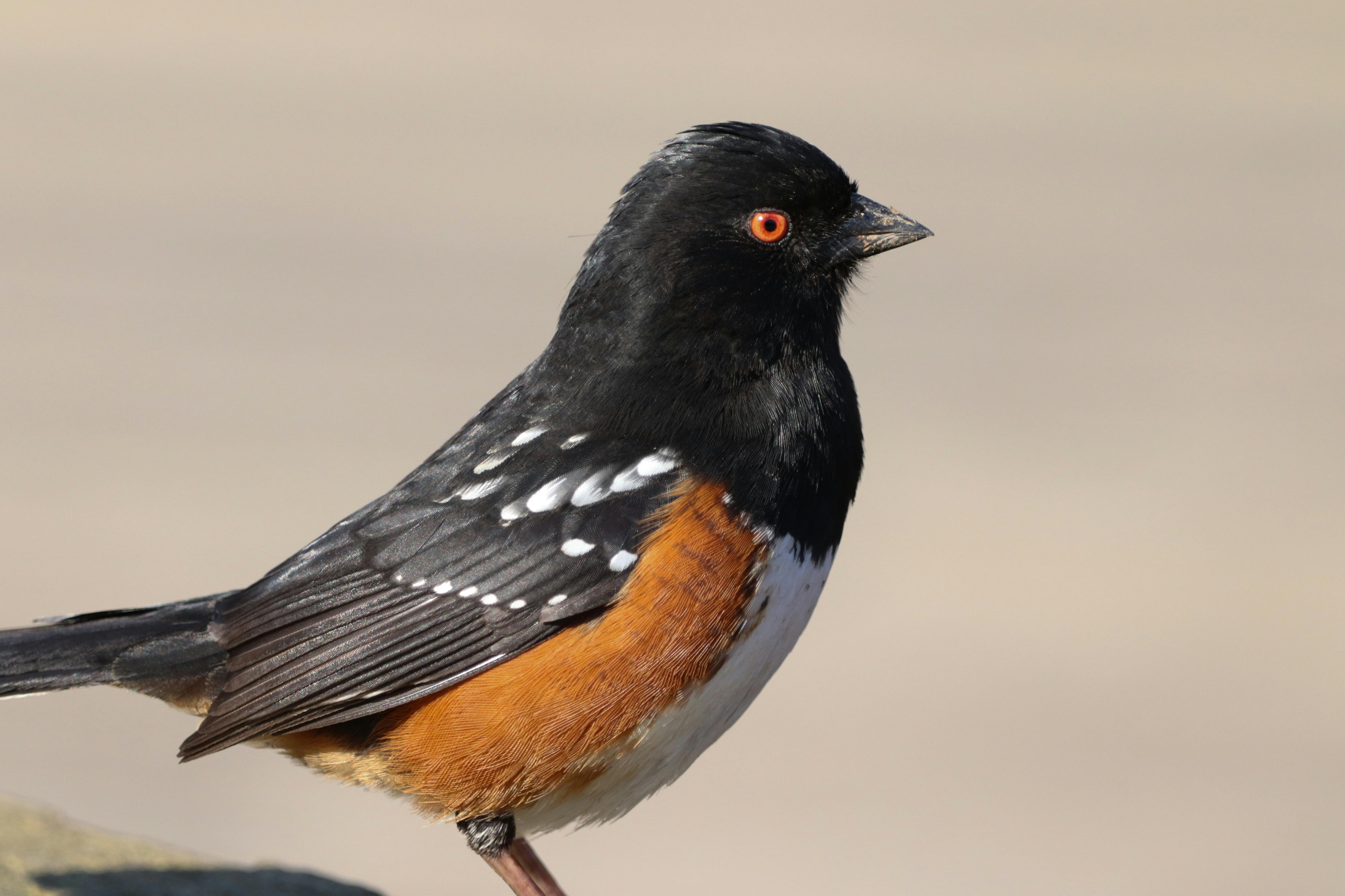 Close-Up of a Spotted Towhee Bird Perched Outdoors · Free Stock Photo