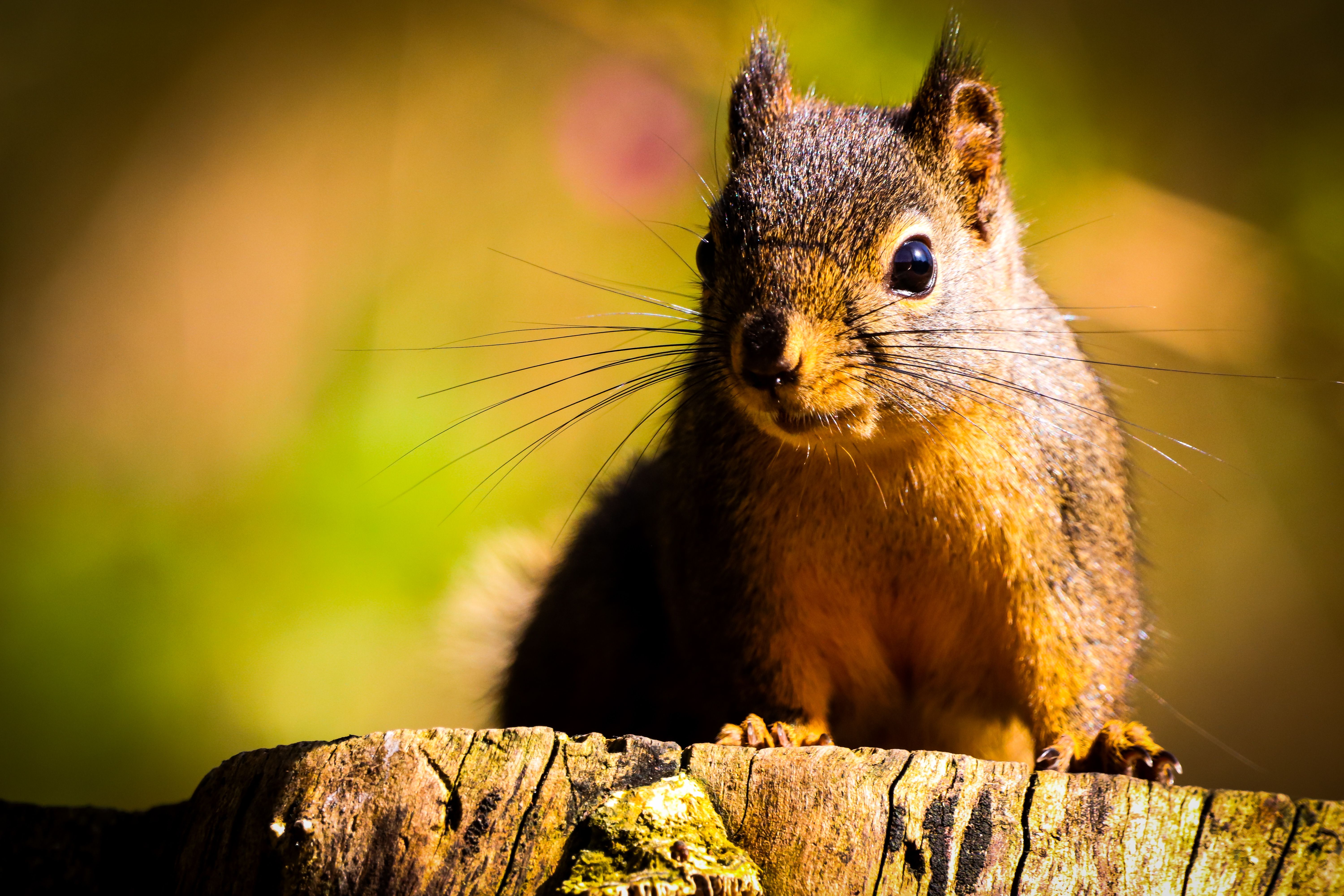 Adorable Squirrel on a Tree Stump in Sunlight · Free Stock Photo