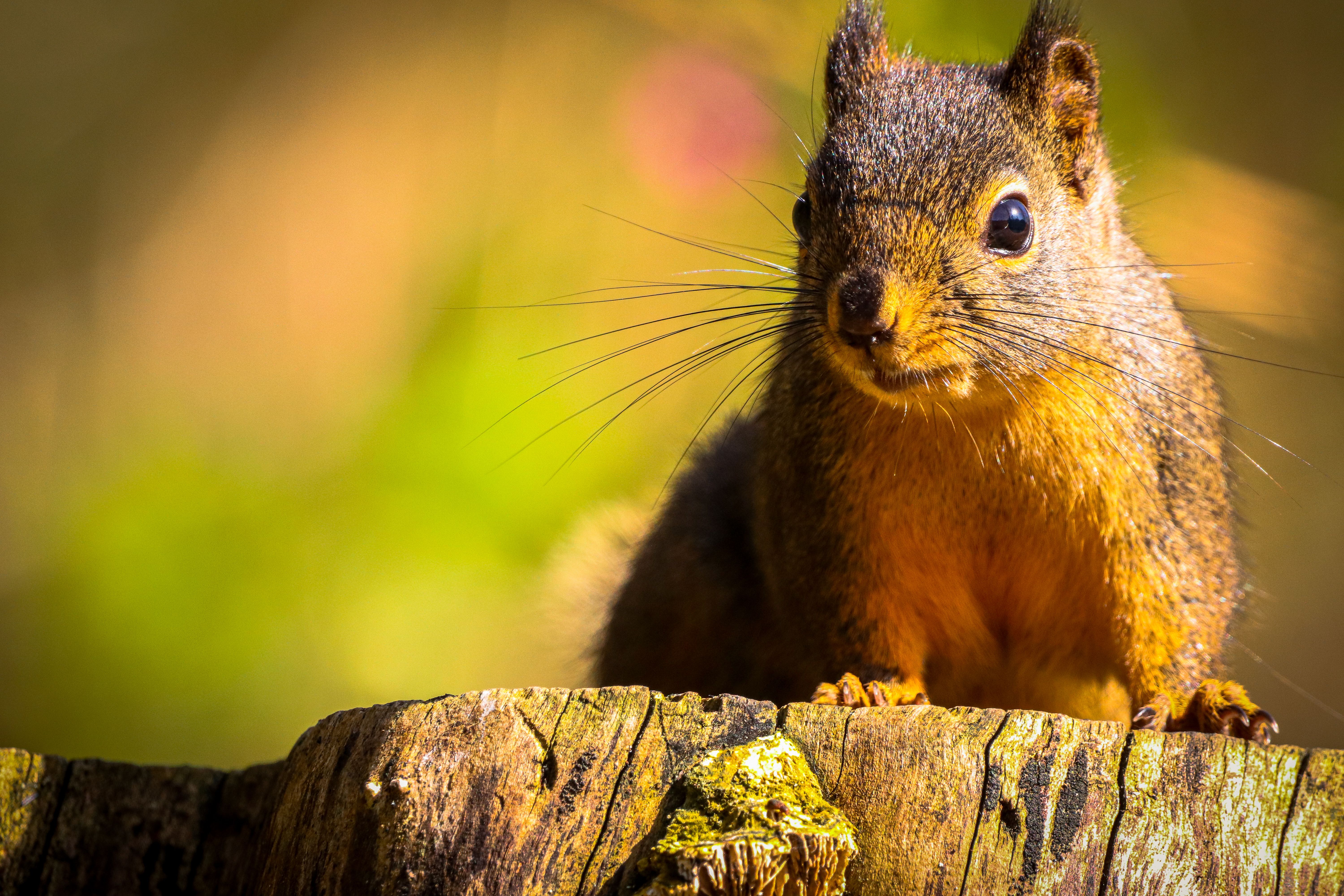 Close-Up of a Squirrel on a Tree Stump, Vibrant Nature Scene · Free ...