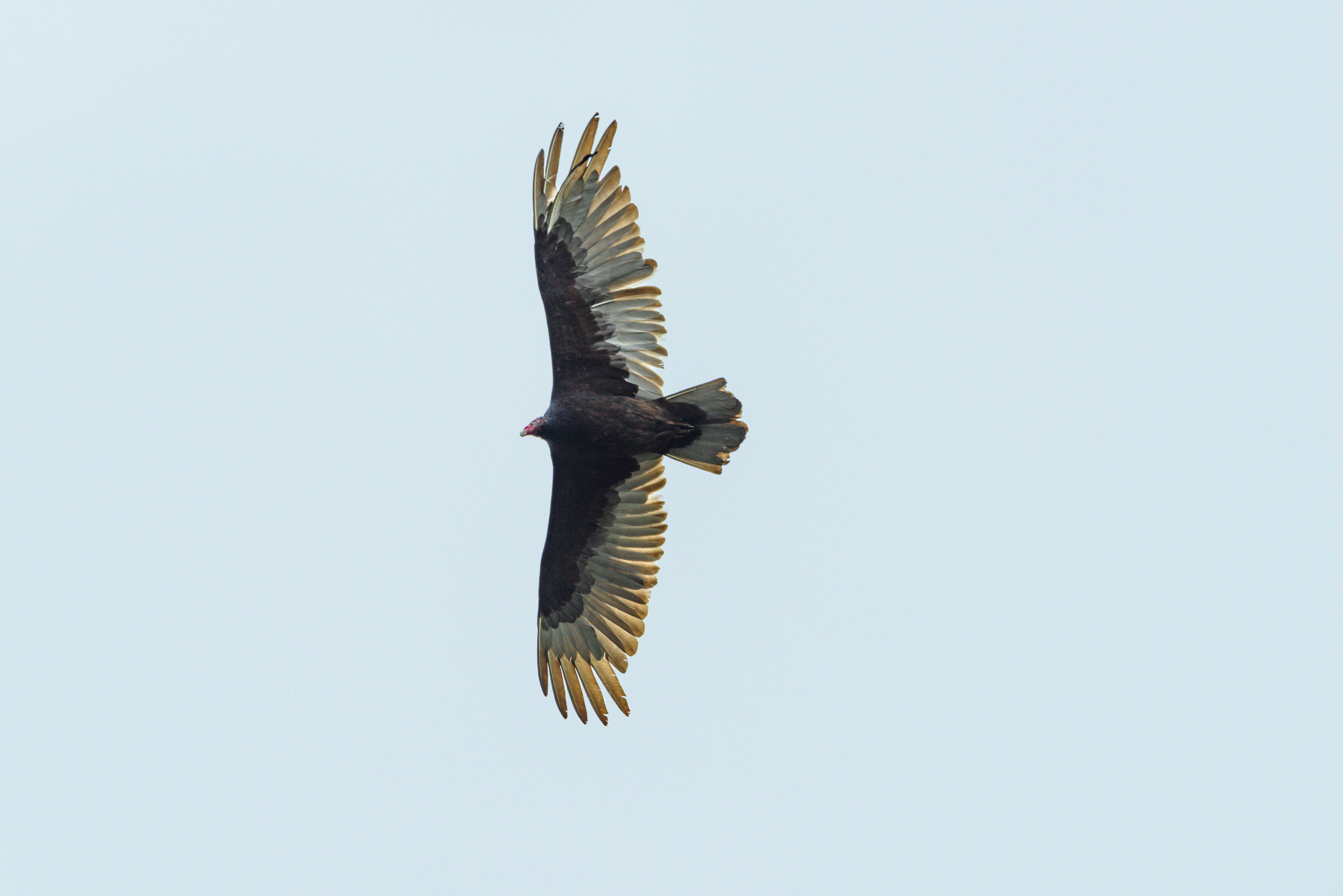 Majestic Turkey Vulture Soaring in the Sky · Free Stock Photo