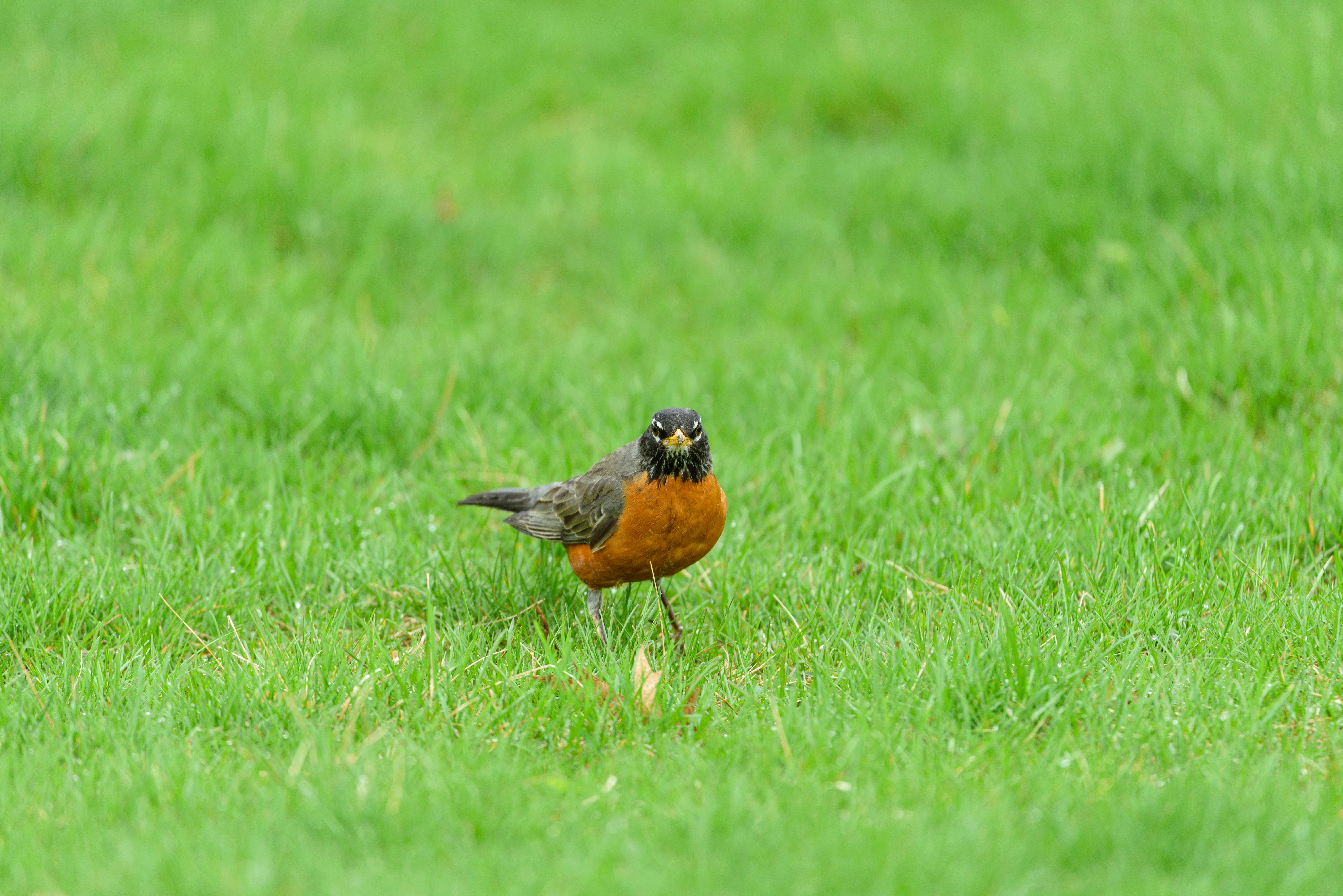 American Robin on Lush Green Lawn · Free Stock Photo