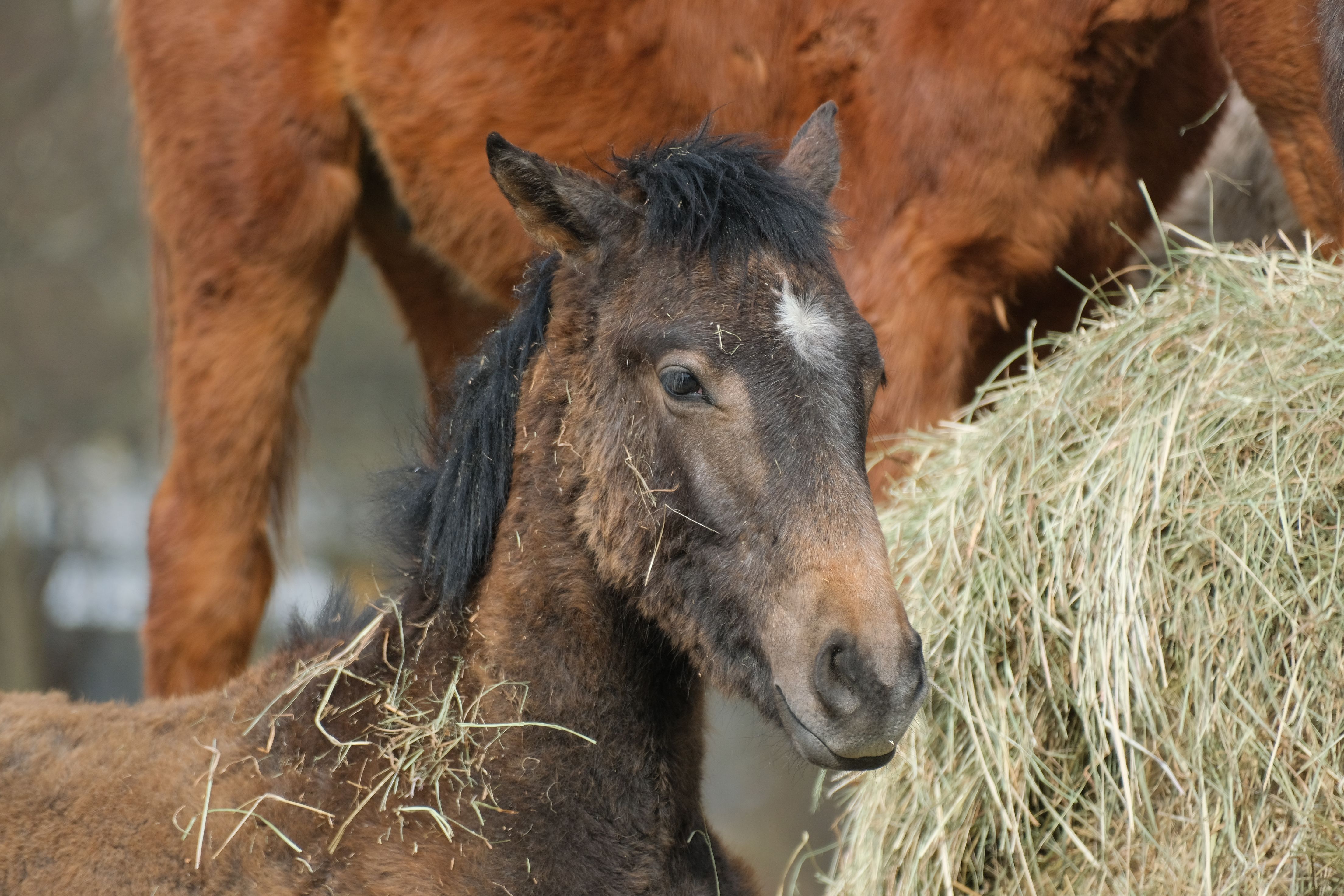 Adorable Young Foal Resting on Hay Outdoors · Free Stock Photo