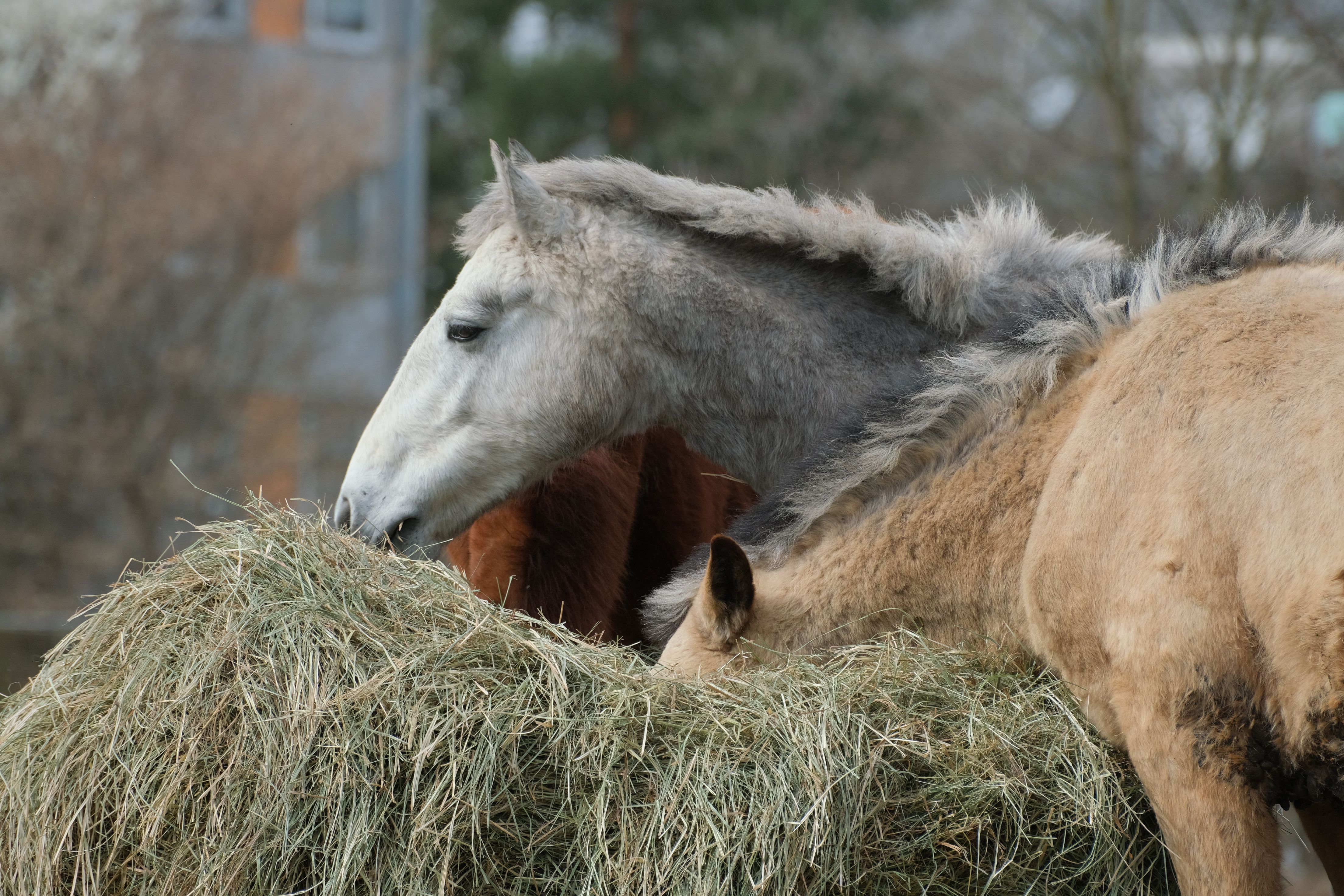 Horses Eating Hay in Outdoor Pasture · Free Stock Photo