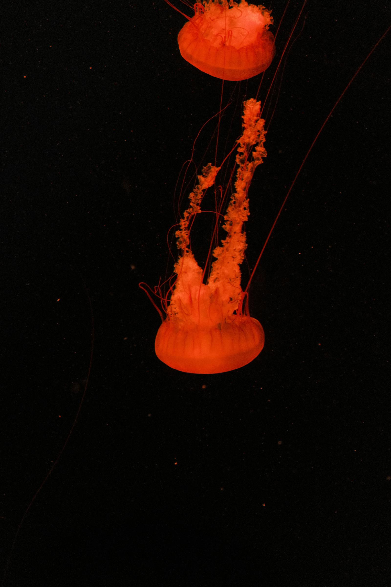 Deep Ocean Photos, Download The BEST Free Deep Ocean Stock Photos & HD ...