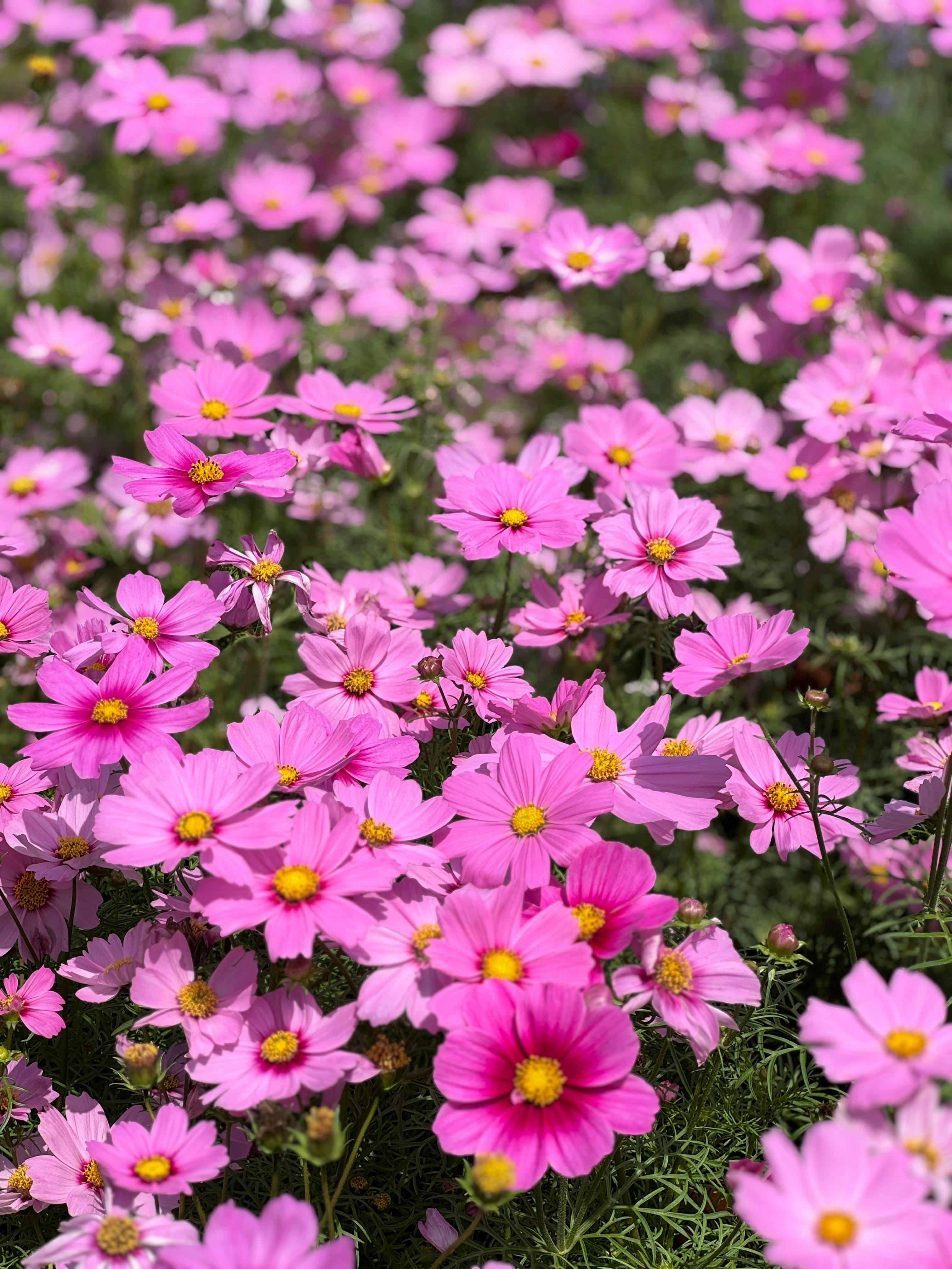 Keindahan Alam, Warna Warna Cerah, Bunga Berwarna Warni, Berbagai Jenis Bunga, Bunga, Rangkaian ...