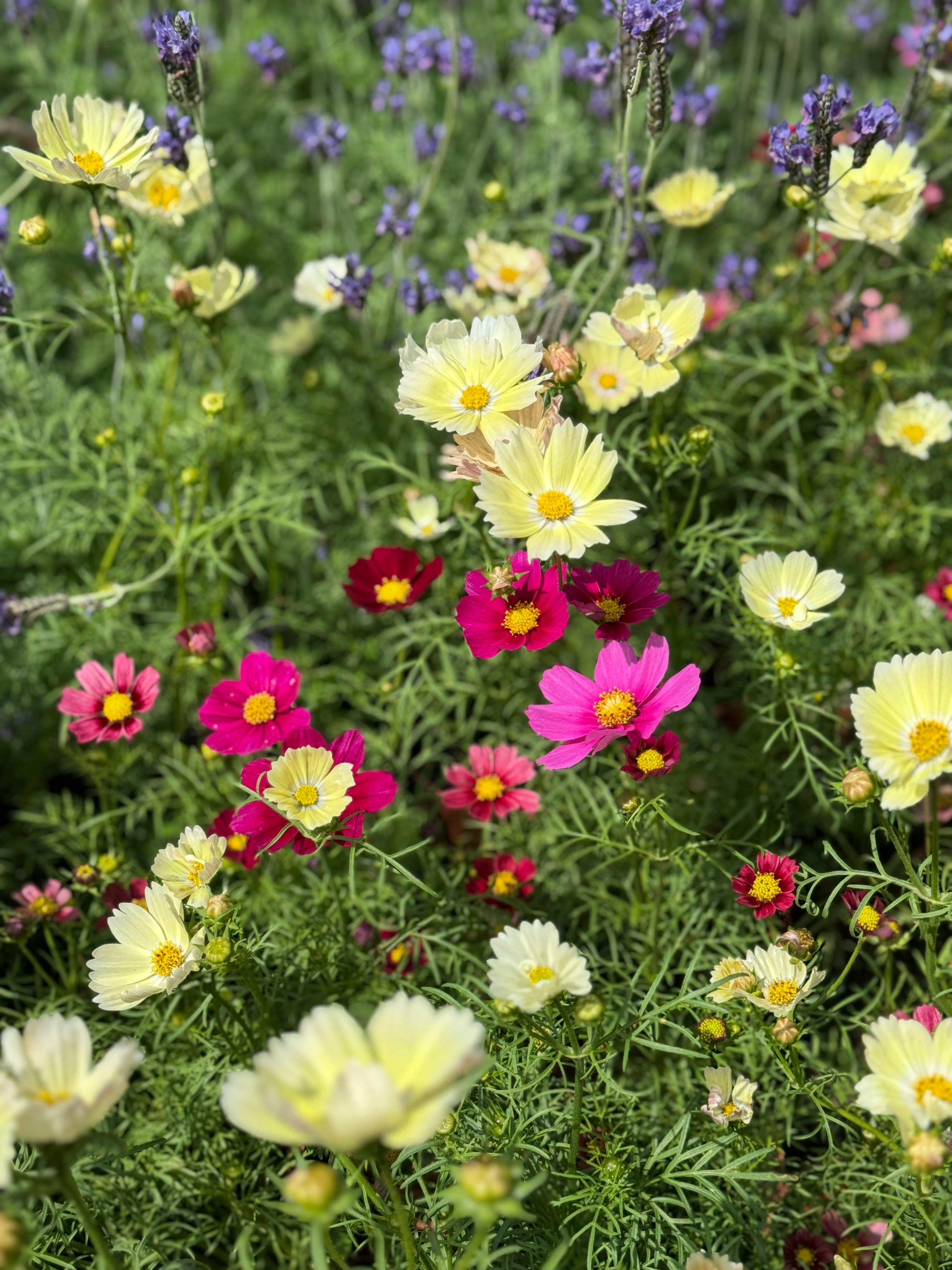 Hong Garden Photos, Download The BEST Free Hong Garden Stock Photos ...