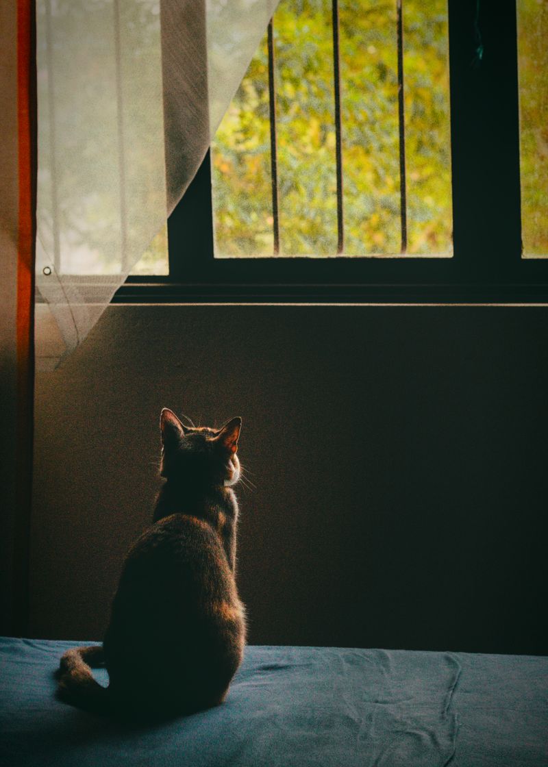 Cat In A Forest Photos, Download The BEST Free Cat In A Forest Stock ...