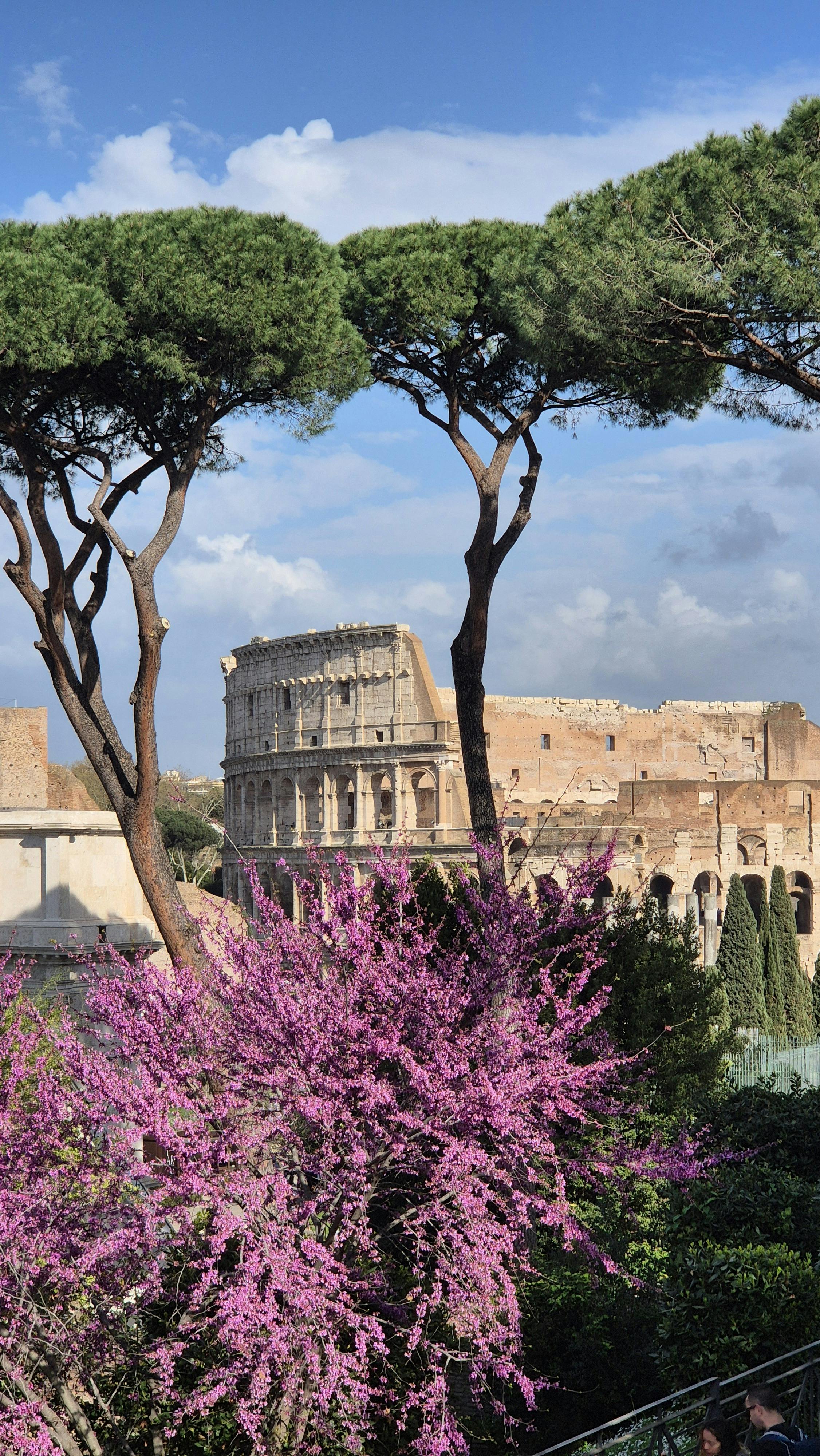 Scenic View of the Colosseum with Blooming Trees · Free Stock Photo