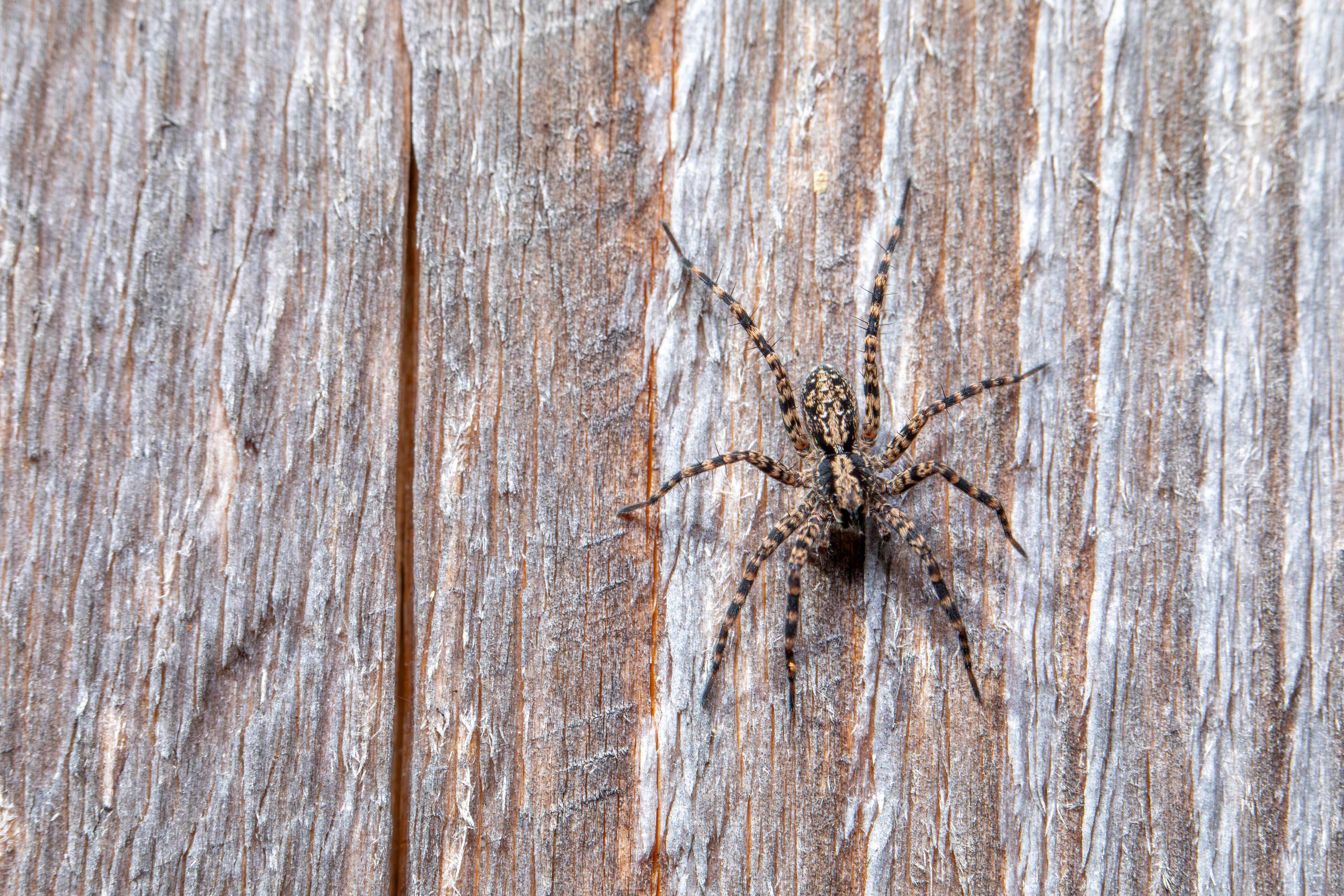 Ground Dwelling Spider Photos, Download The BEST Free Ground Dwelling ...