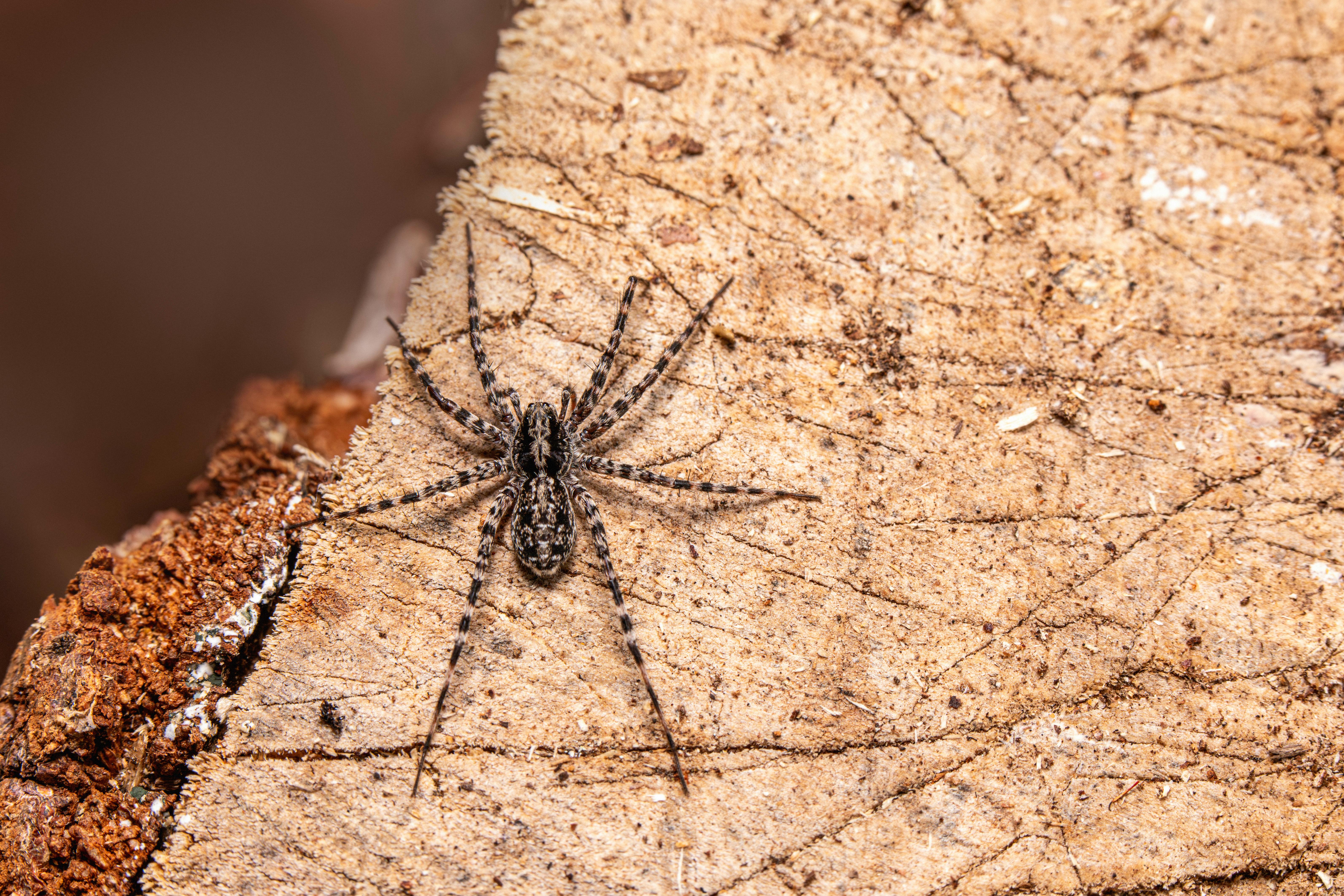 Wolf Spider on Tree Bark Captured Close-Up · Free Stock Photo
