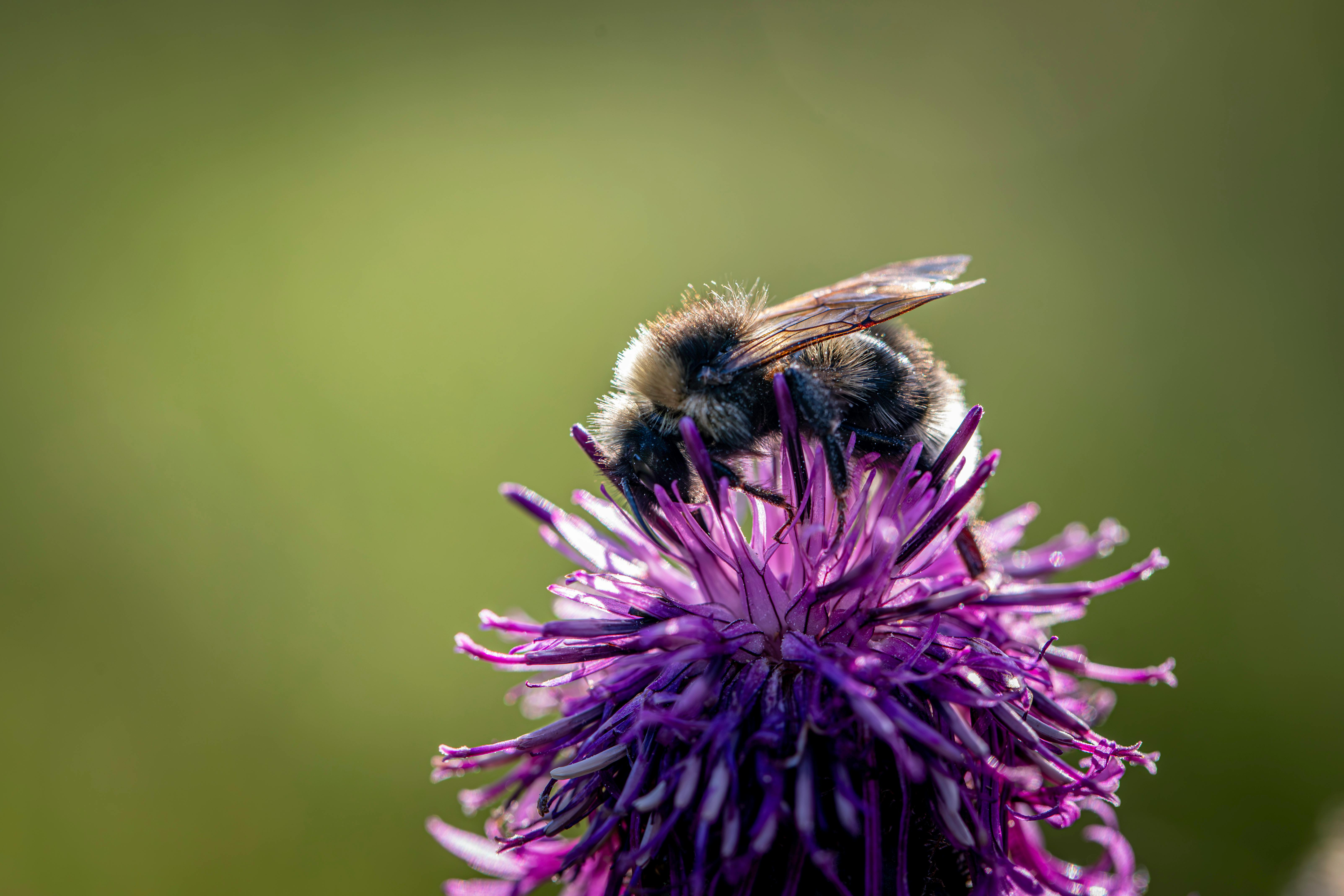 Bee Animation Pic Photos, Download The BEST Free Bee Animation Pic ...