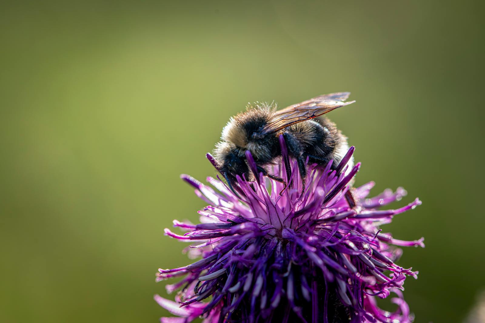 Bumblebee Photos, Download The BEST Free Bumblebee Stock Photos & HD Images