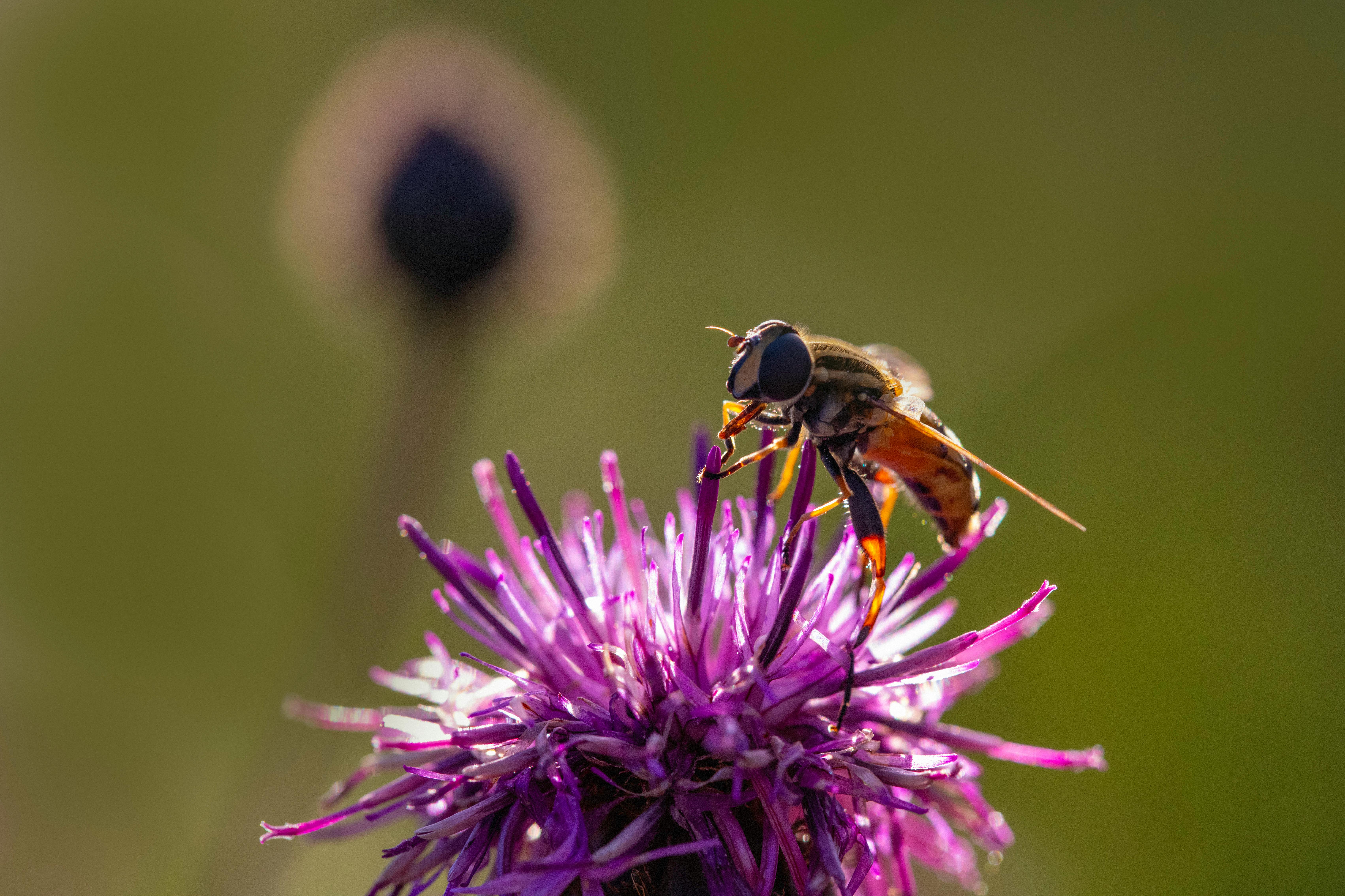 Macro Shot of Hover Fly on Thistle · Free Stock Photo
