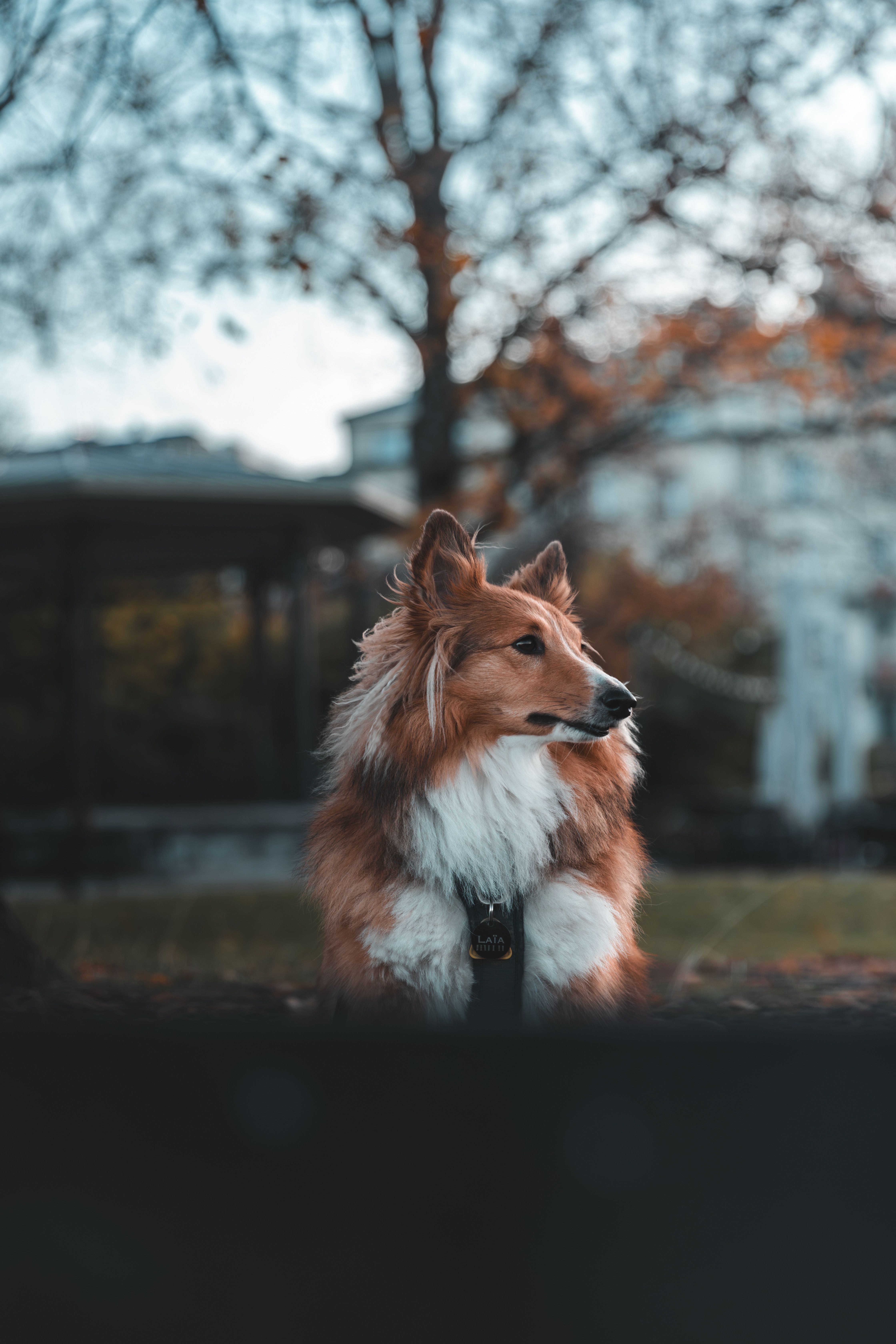 Captivating Shetland Sheepdog in Autumn Park · Free Stock Photo
