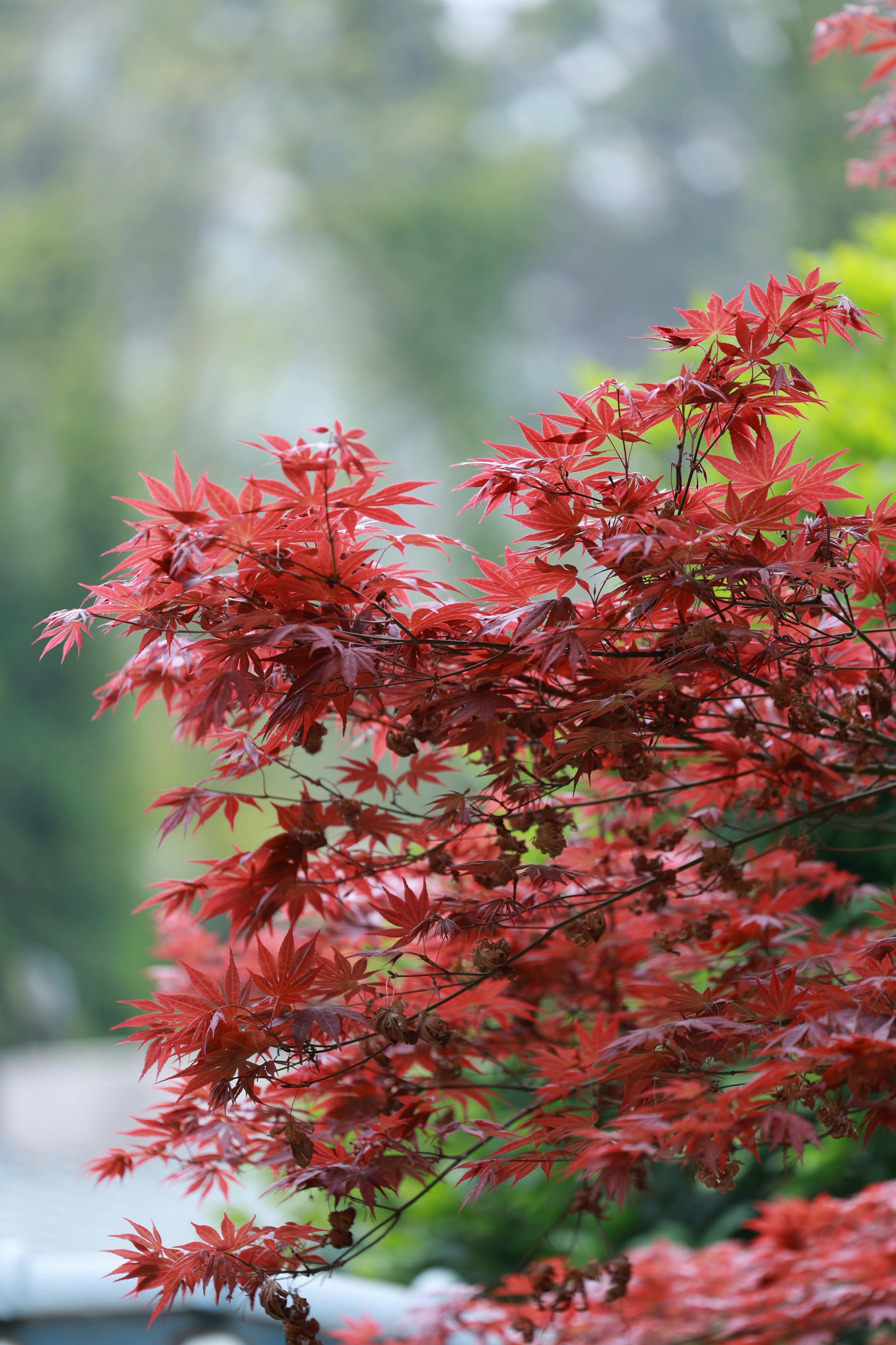 Vibrant Red Maple Tree Foliage in Spring · Free Stock Photo