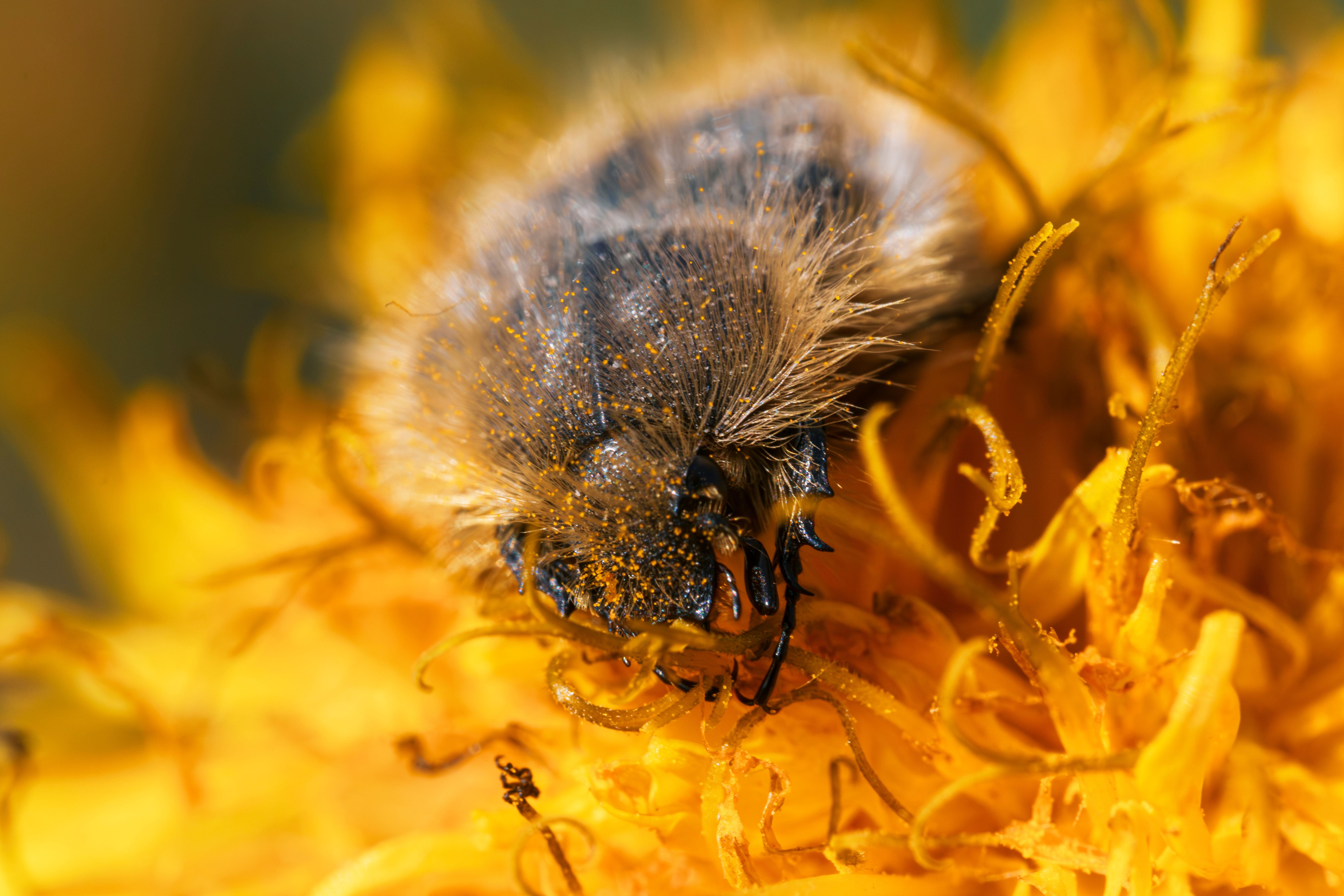 Close-up of a Hairy Beetle on a Yellow Flower · Free Stock Photo