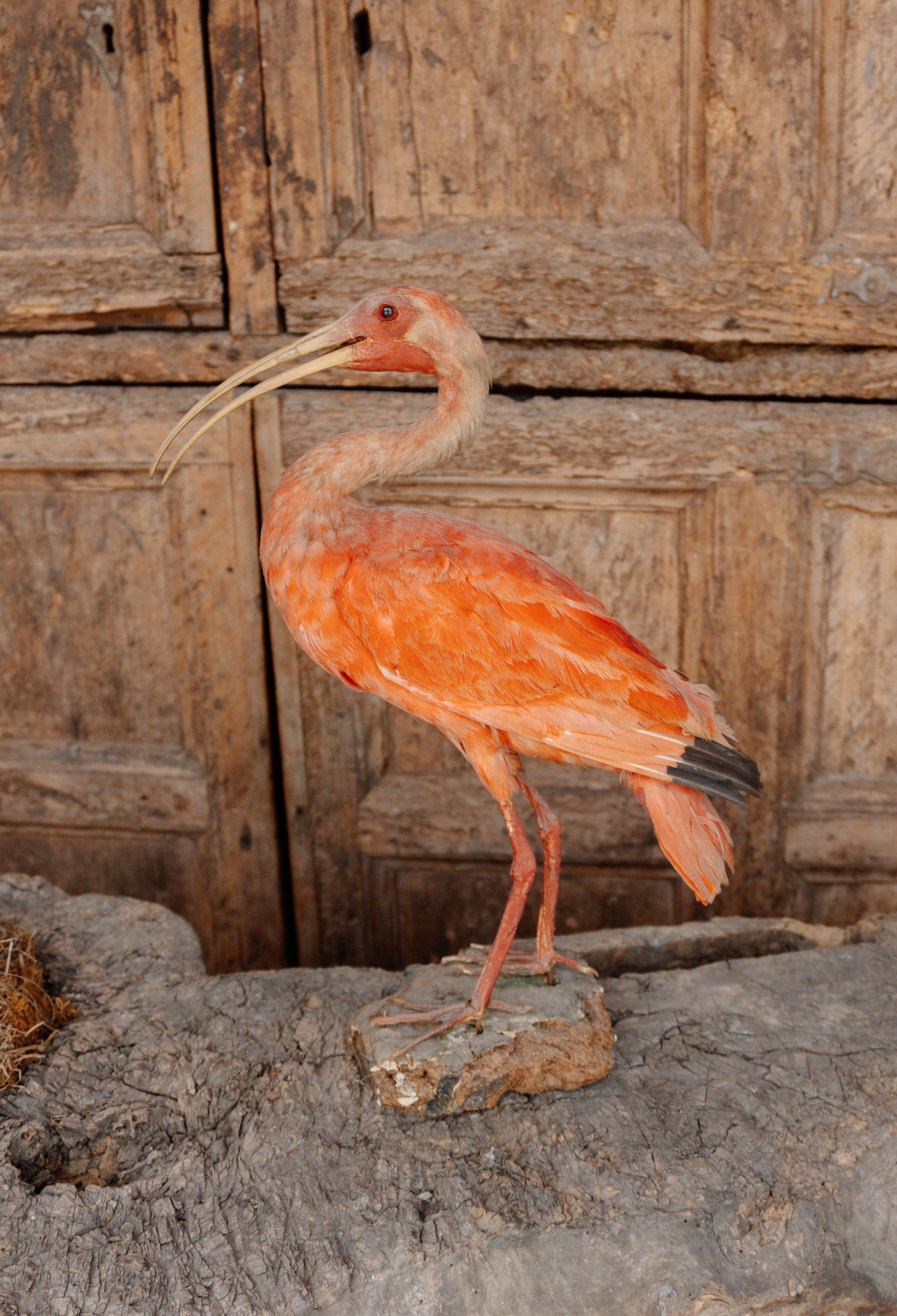 Vibrant Scarlet Ibis against Rustic Wood · Free Stock Photo