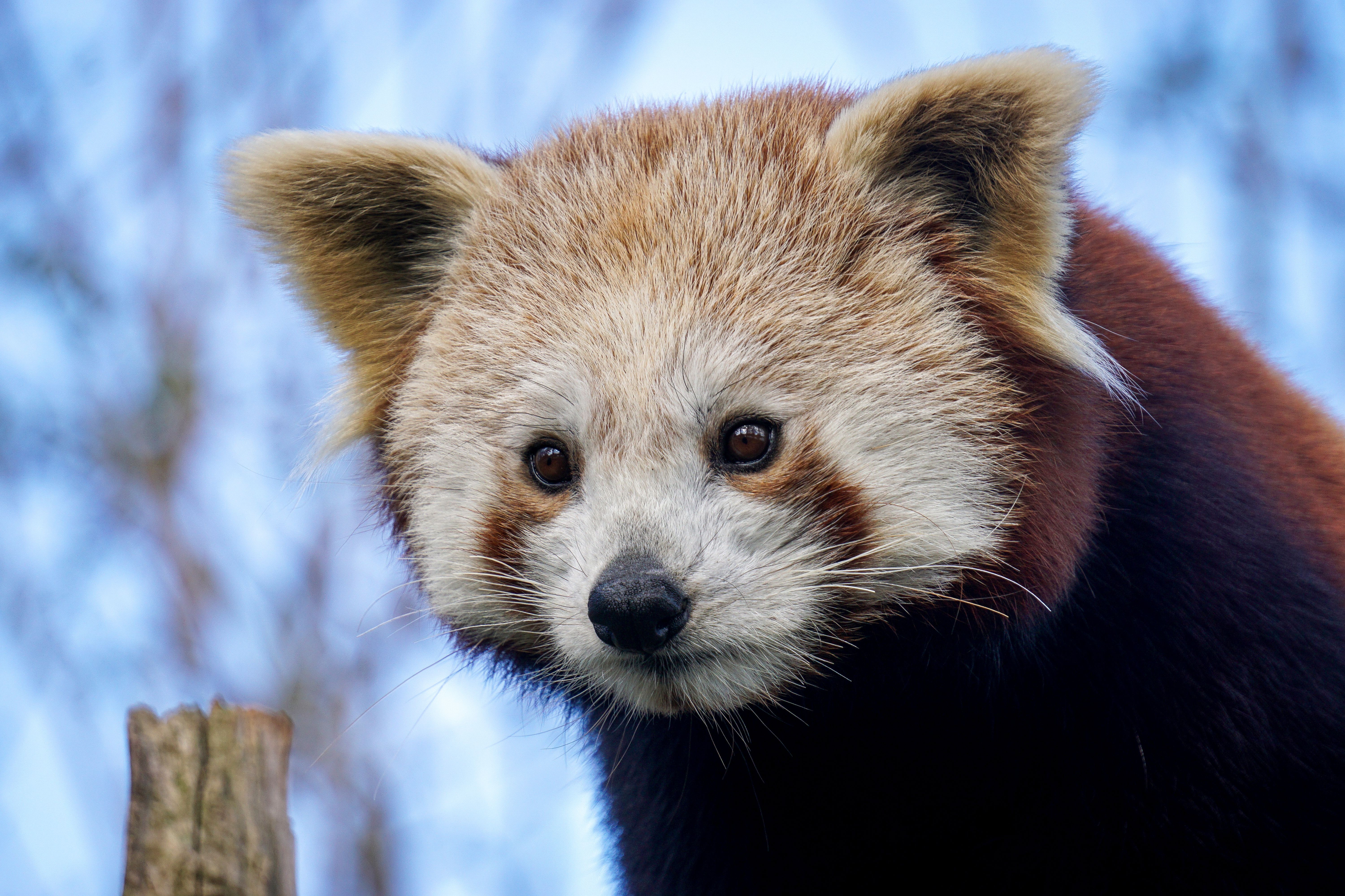 Close-up Portrait of a Red Panda in Nature · Free Stock Photo