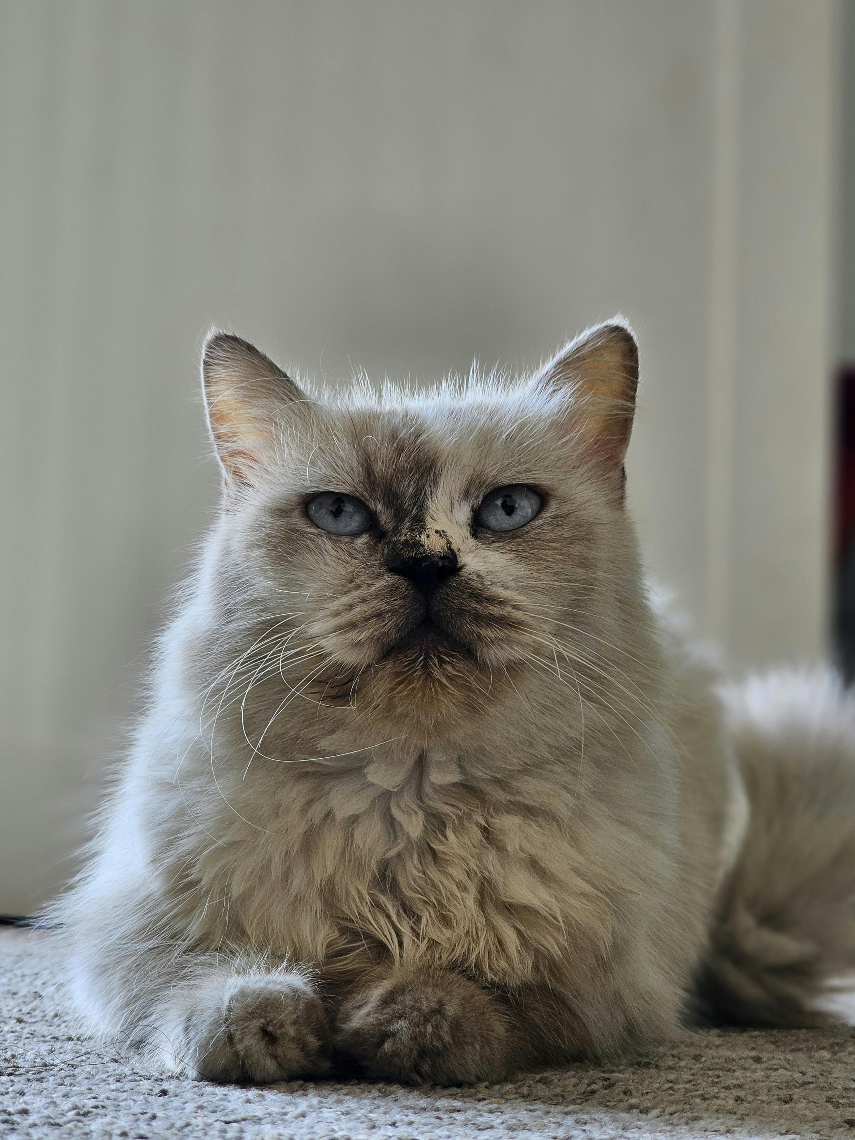 Fluffy Himalayan Cat with Blue Eyes Relaxing · Free Stock Photo