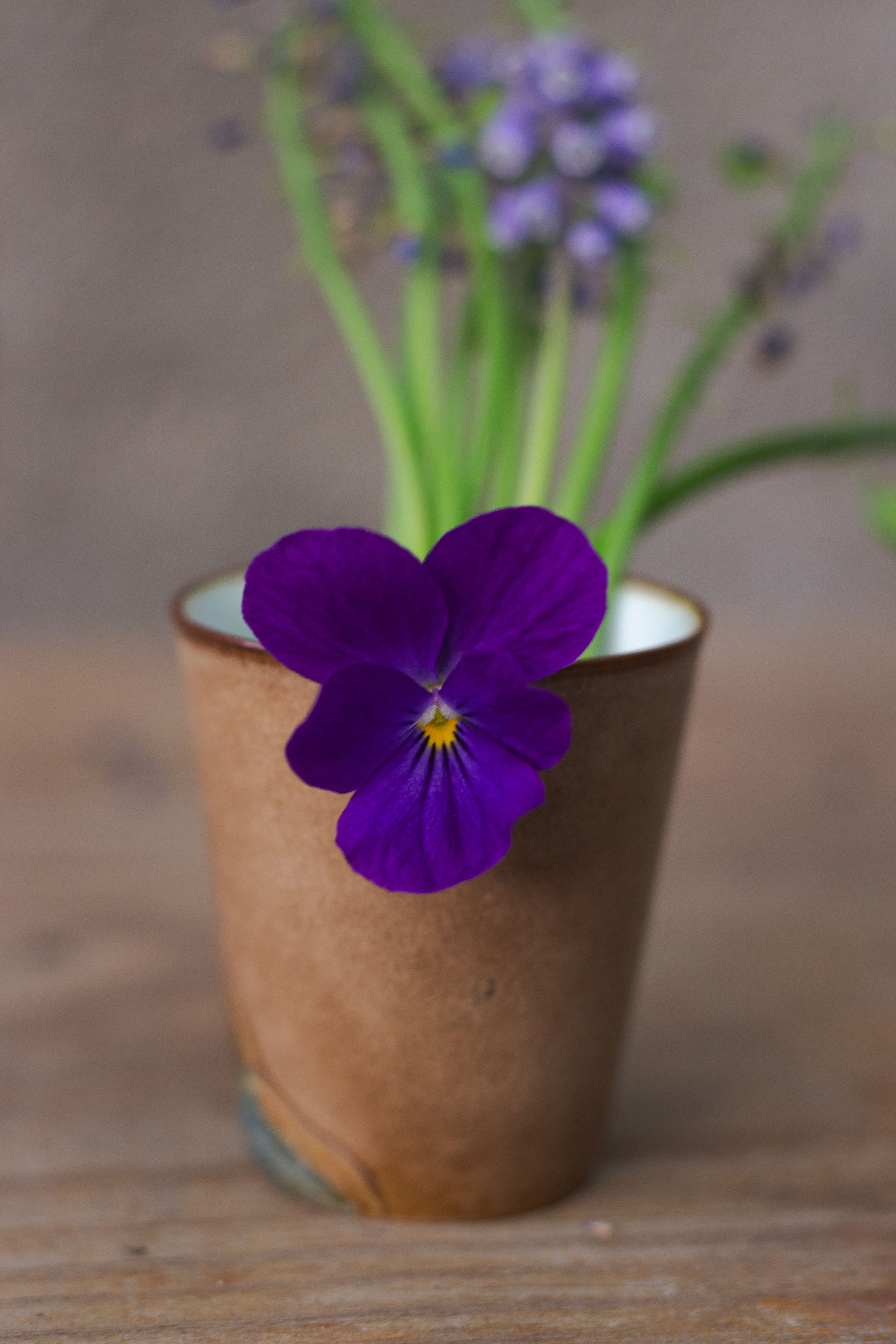 Vibrant Purple Flower in Rustic Brown Cup · Free Stock Photo