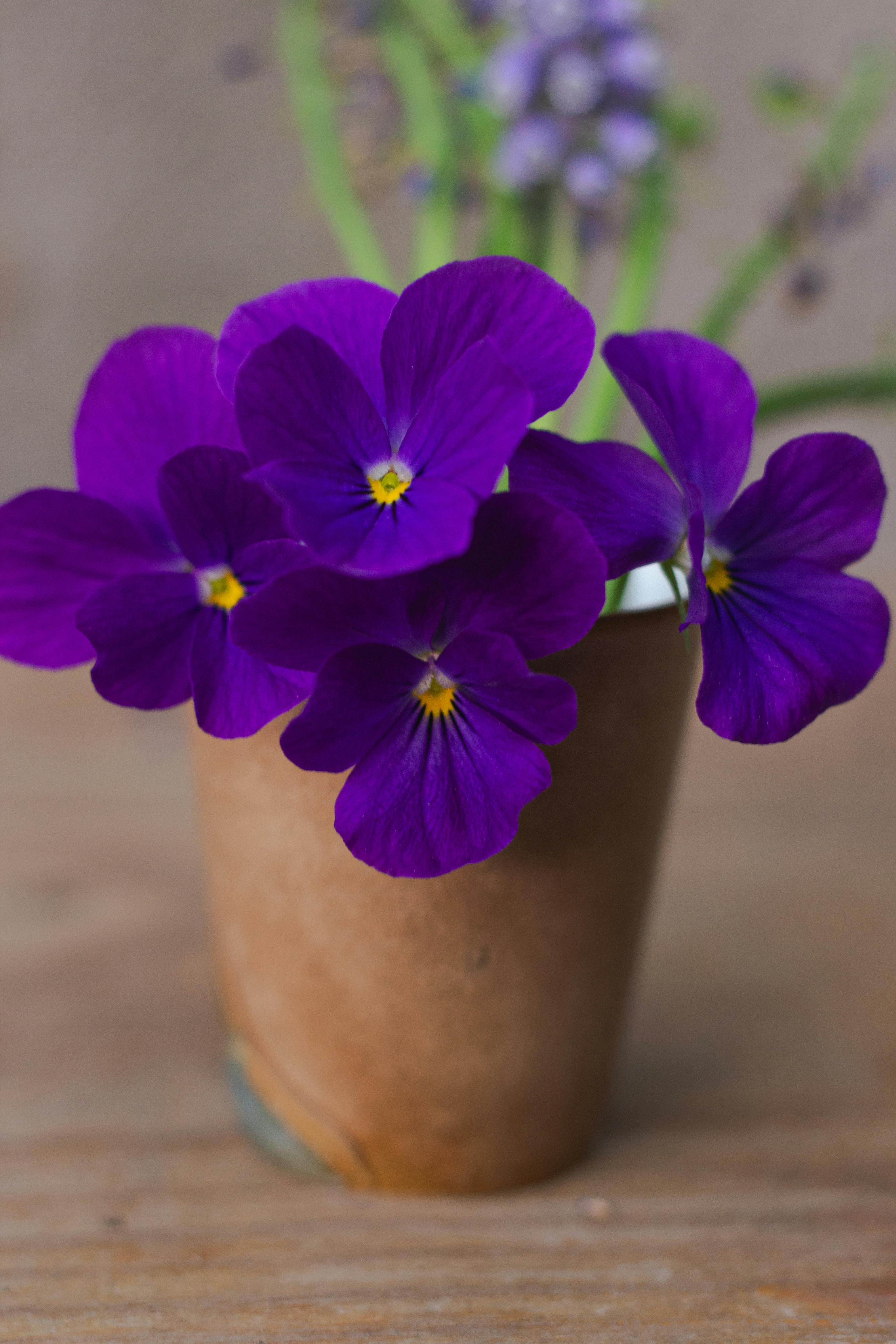 Vibrant Purple Violets in Rustic Pot · Free Stock Photo