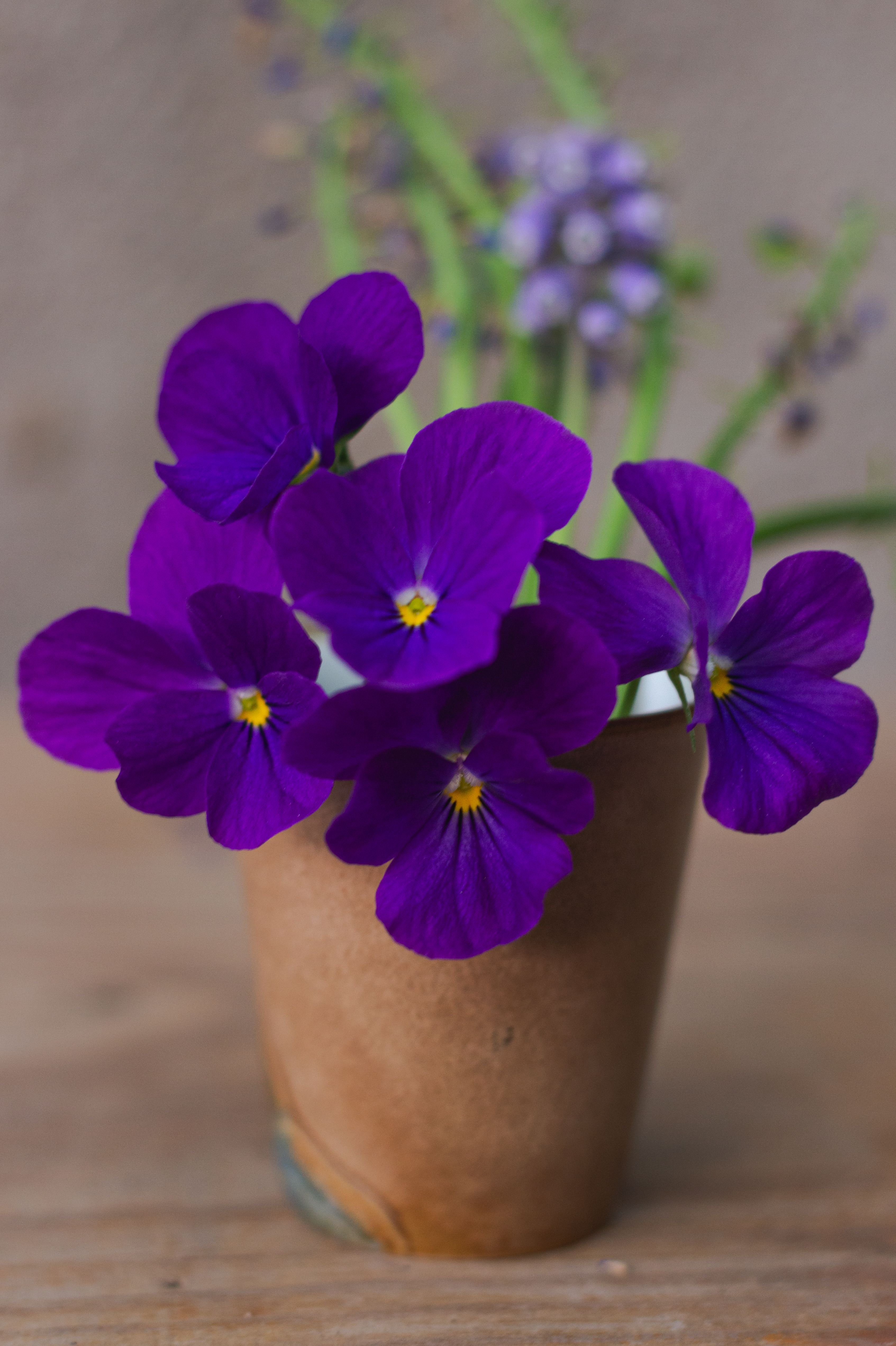 Vibrant Purple Flowers in Rustic Brown Vase · Free Stock Photo