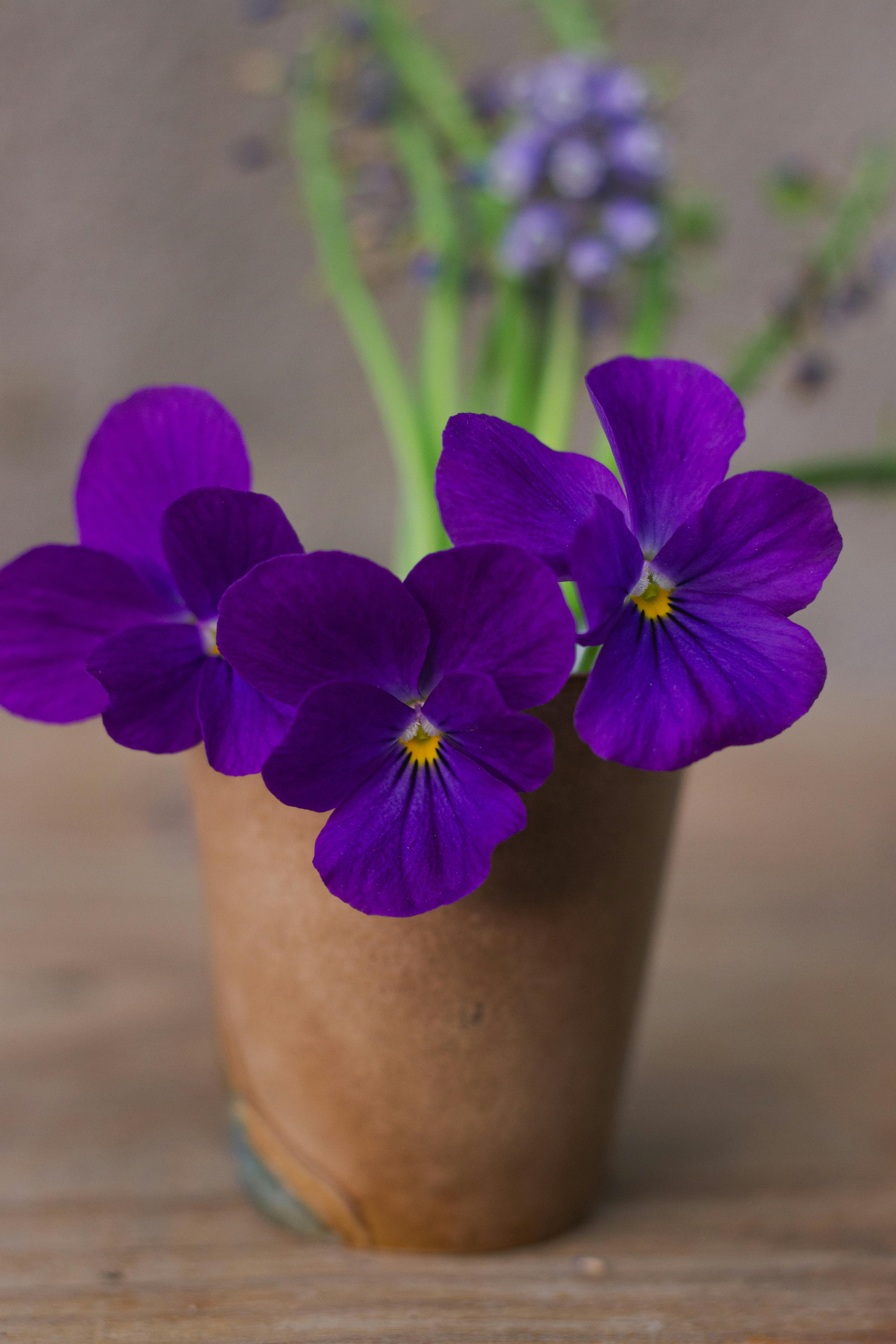 Vibrant purple violets in rustic cup · Free Stock Photo