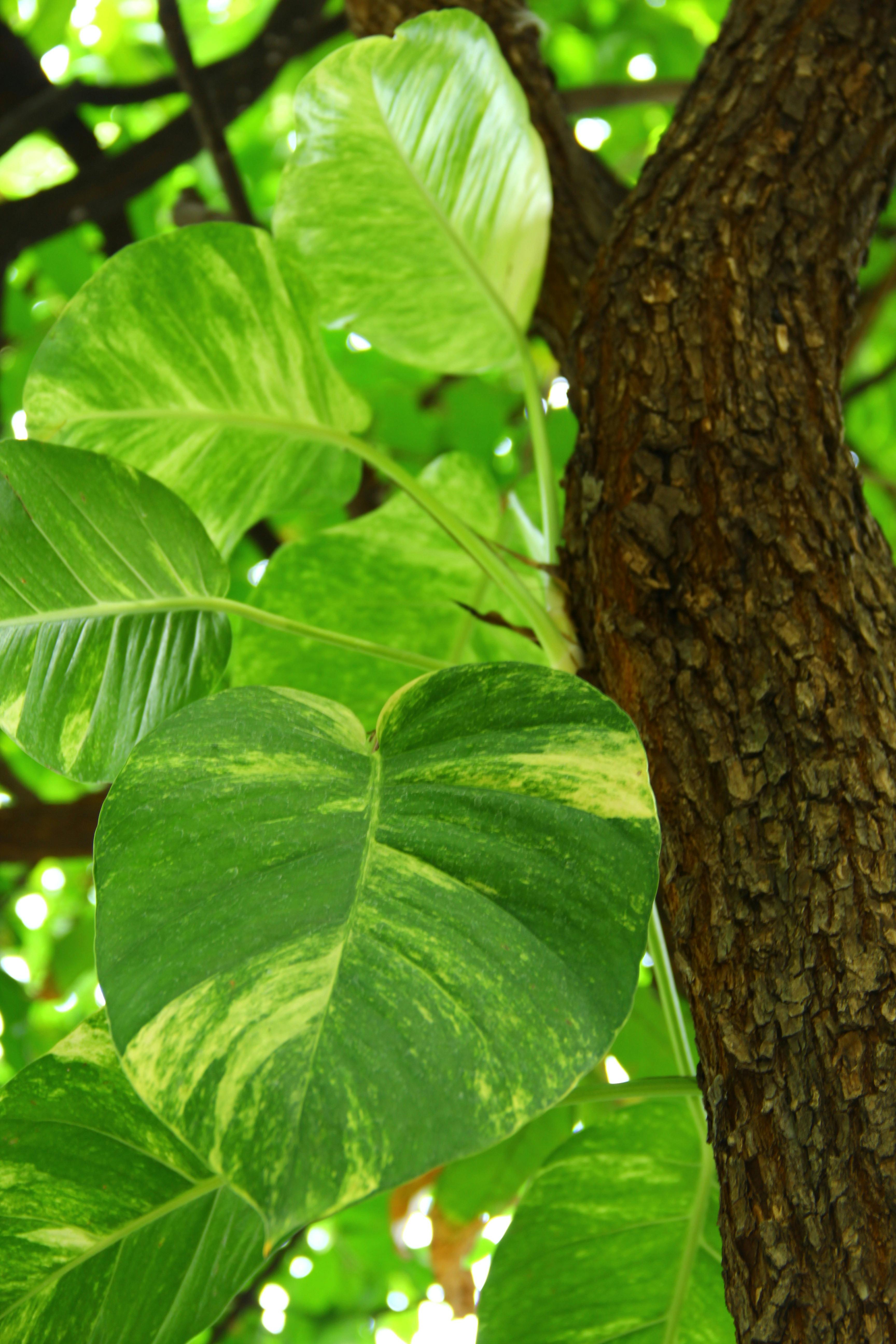 Sateng Pothos Photos, Download The BEST Free Sateng Pothos Stock Photos ...