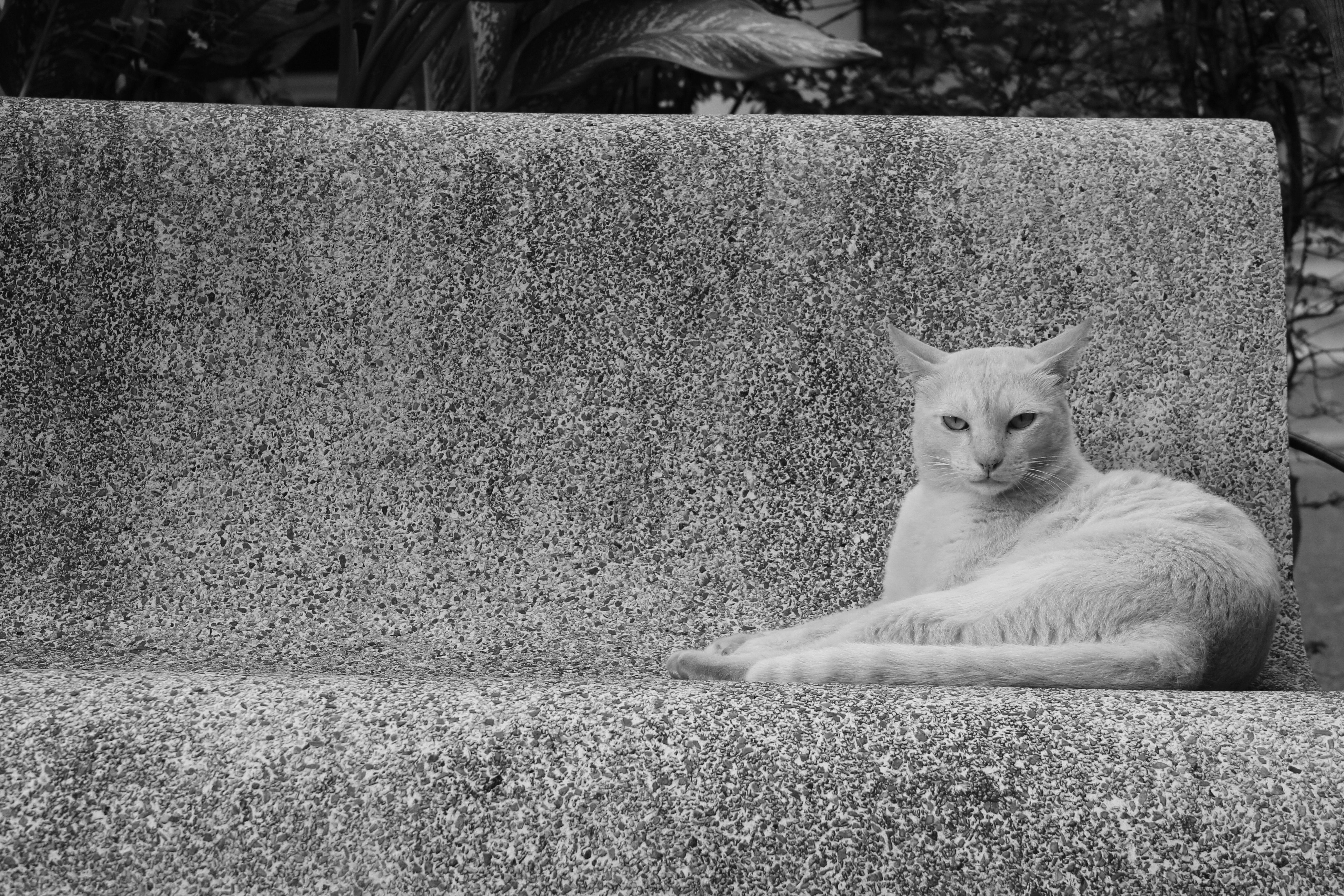 Relaxed White Cat on Concrete Bench Outdoors · Free Stock Photo