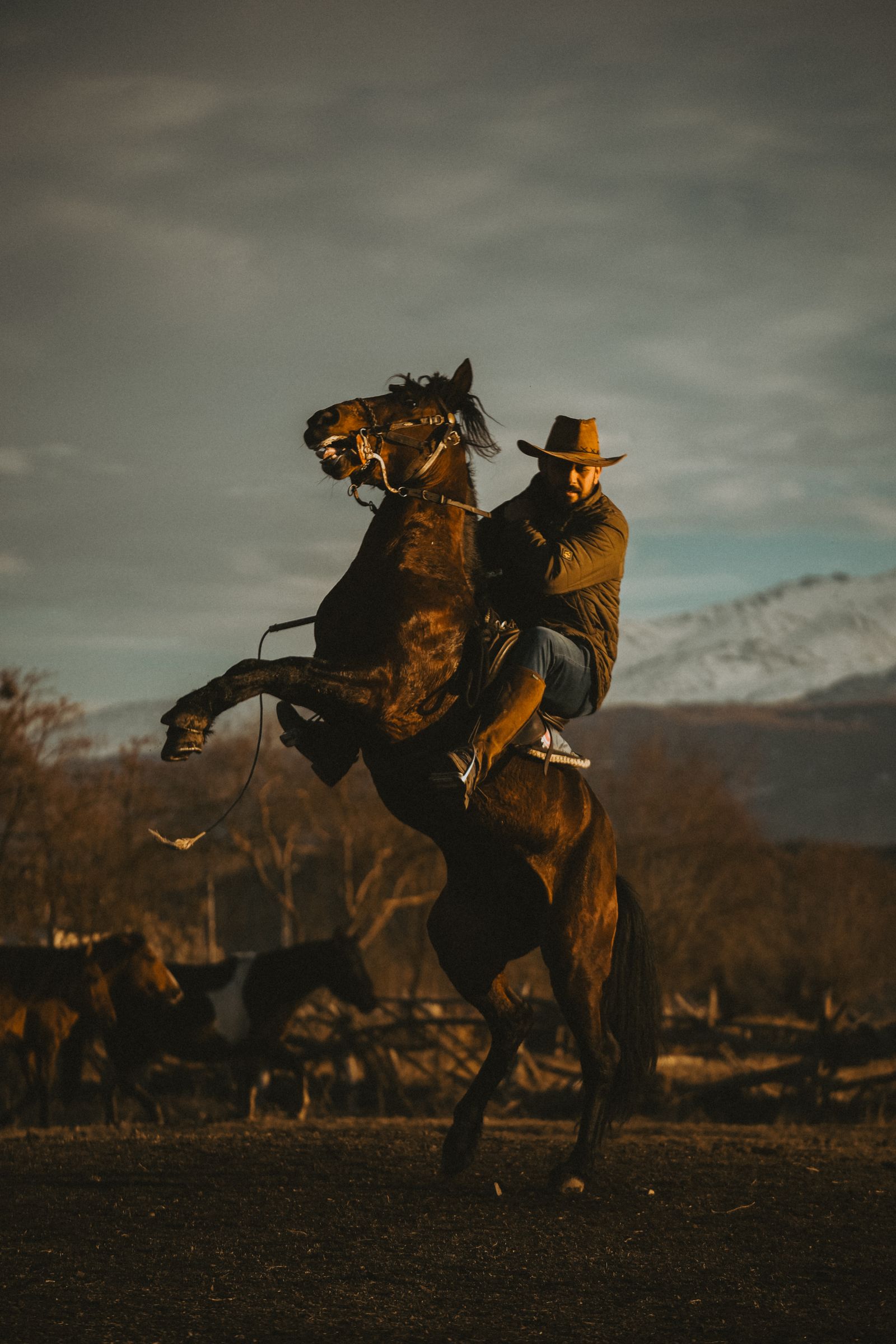 Cowboy Sunset Photos, Download The BEST Free Cowboy Sunset Stock Photos ...