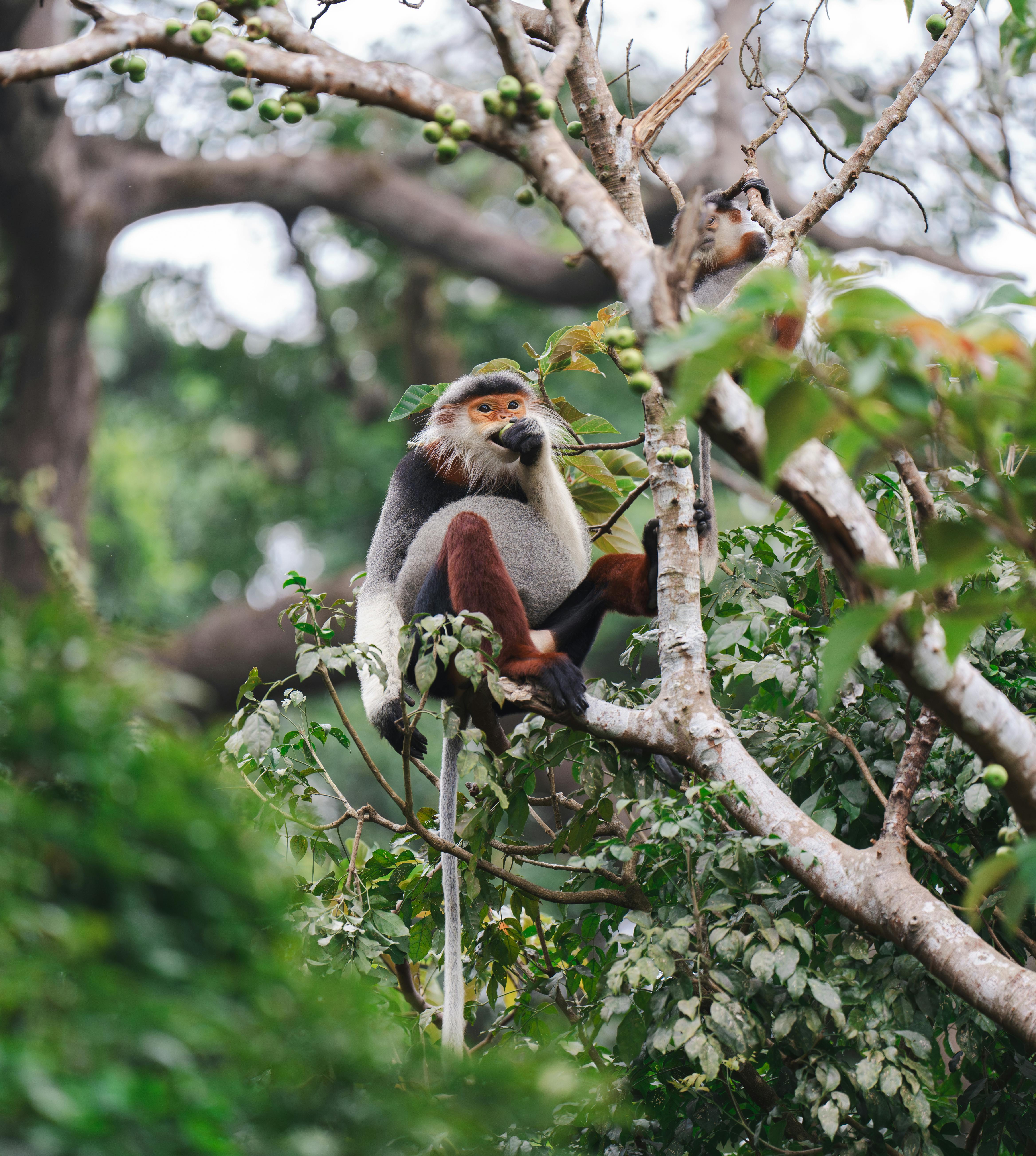 Douc Langur Monkey in Lush Forest Habitat · Free Stock Photo